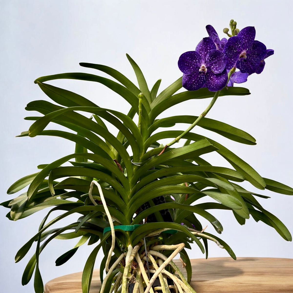 Vanda Tweed Blue XXL 5p (Ansu) – Secret Garden Plant Shop
