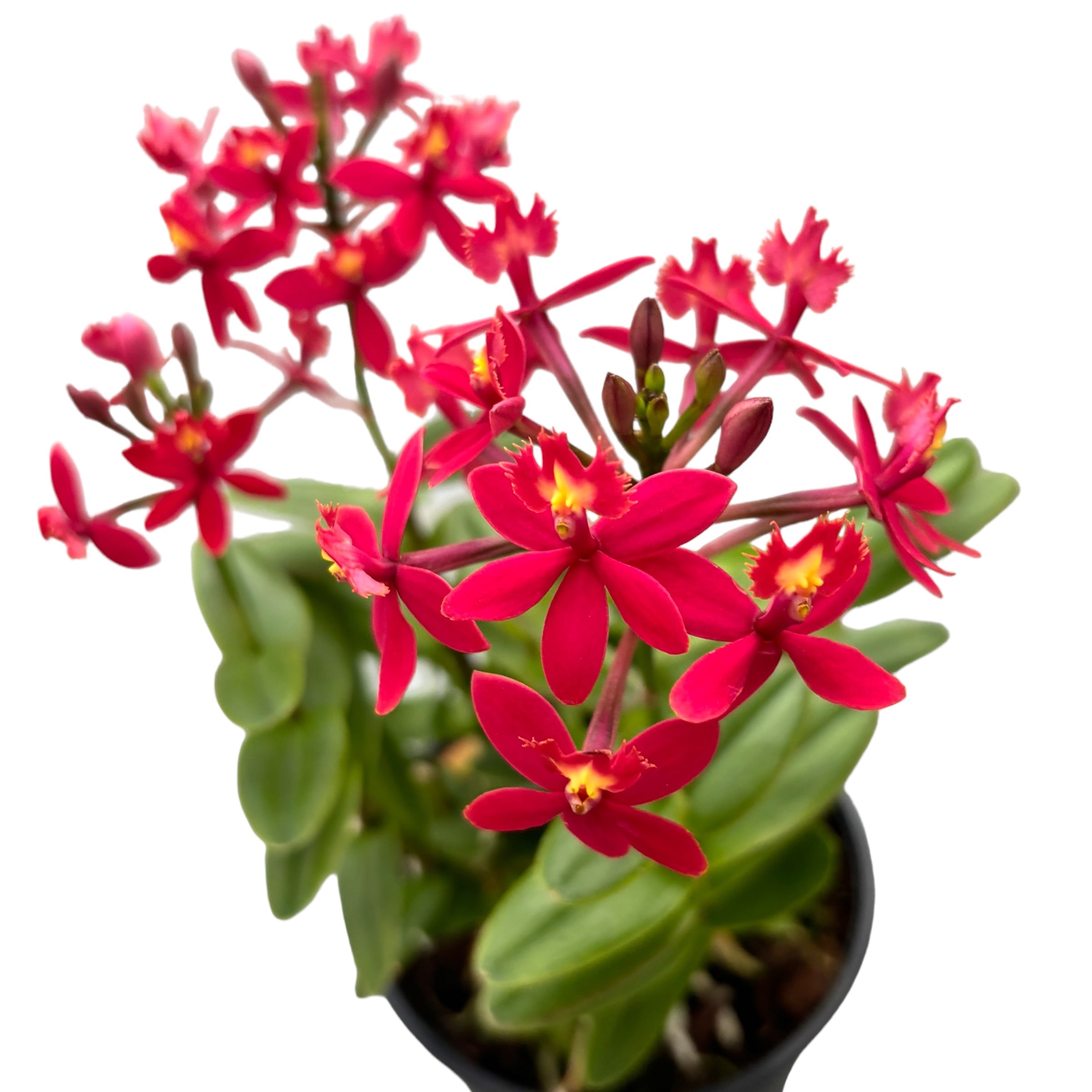 Epidendrum radicans Crimson (exemplar unicat) – Secret Garden Plant Shop
