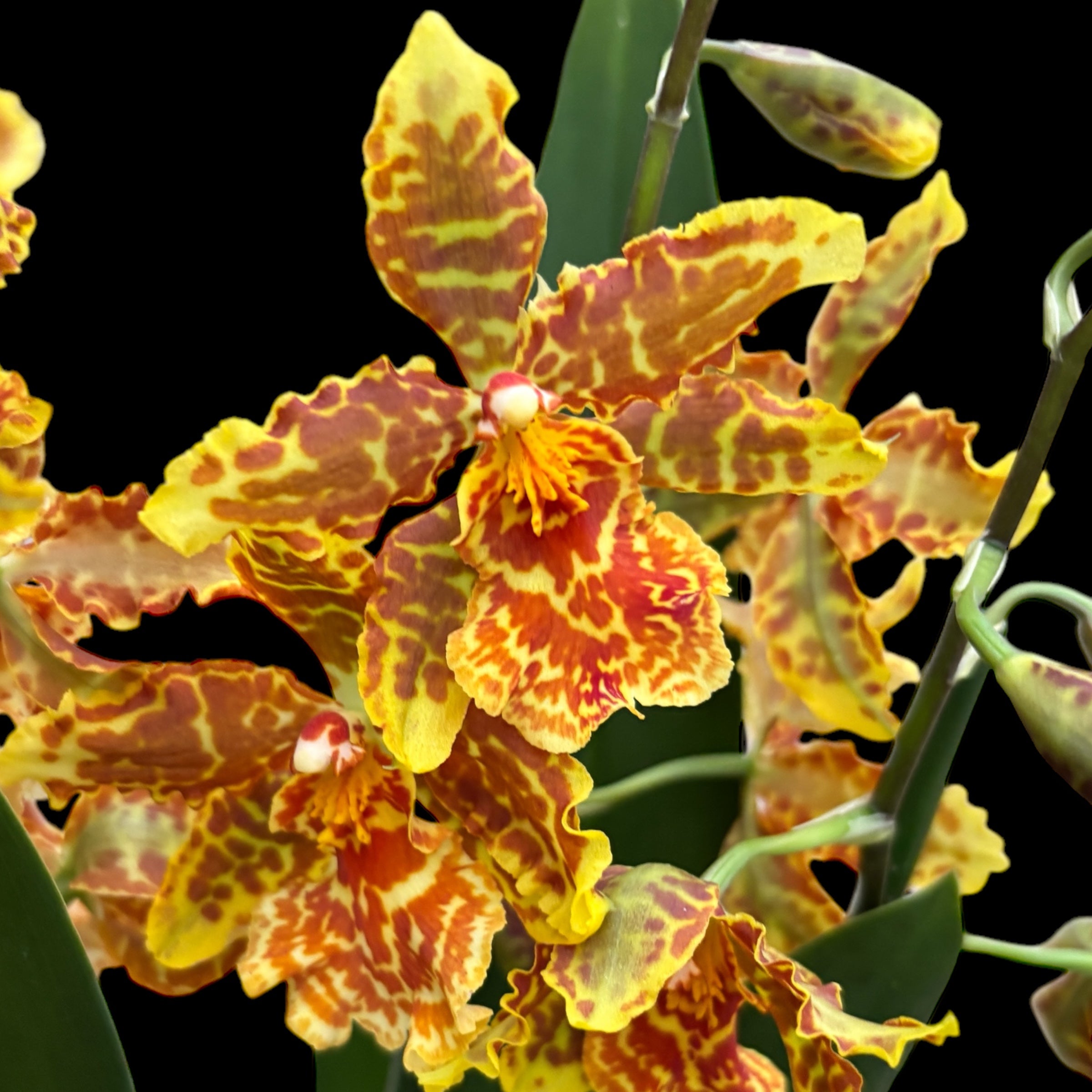 Odontocidium Golden Mirth ‘Filini’s Gold Dust’ - exemplare dezvoltate ...