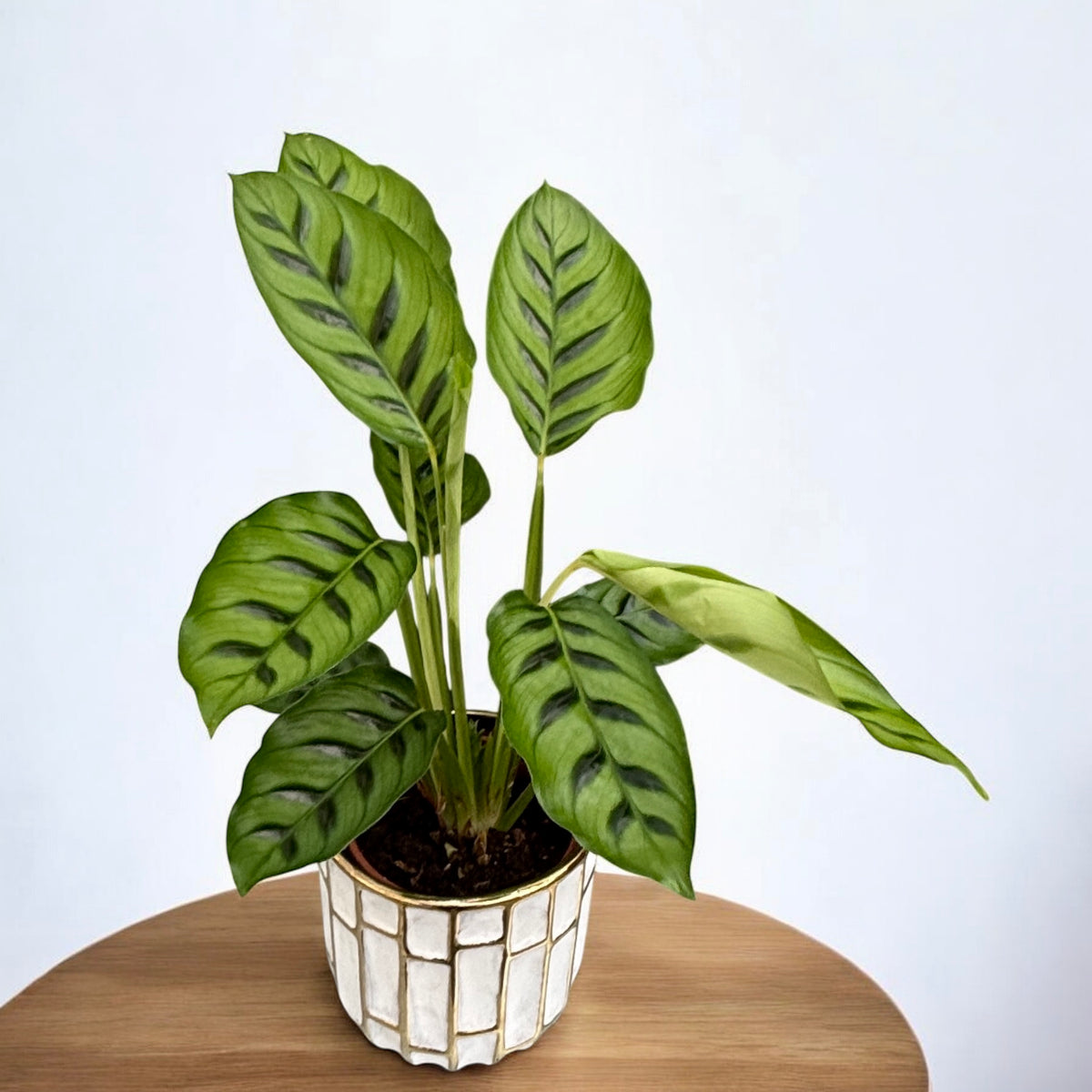 Calathea Leopardina (planta paun) D12 – Secret Garden Plant Shop