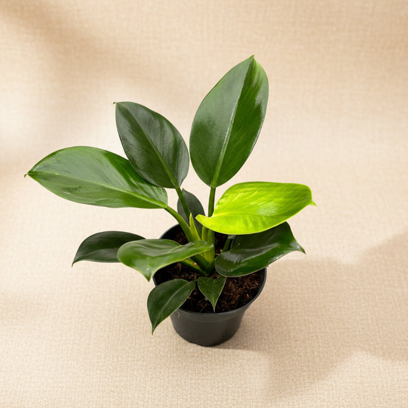 Philodendron Green Princess – Secret Garden Plant Shop