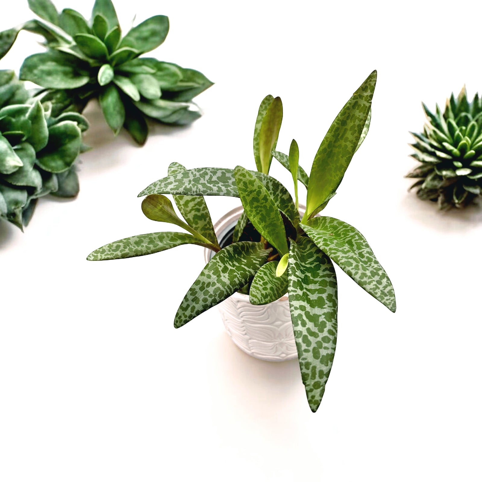 Ledebouria socialis (Silver Squill, Leopard Lily) – Secret Garden Plant ...