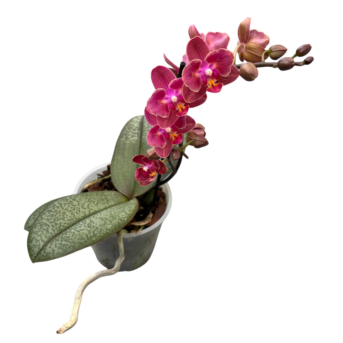 Phalaenopsis Diffusion (flori pelorice parfumate) – Floraria Secret ...