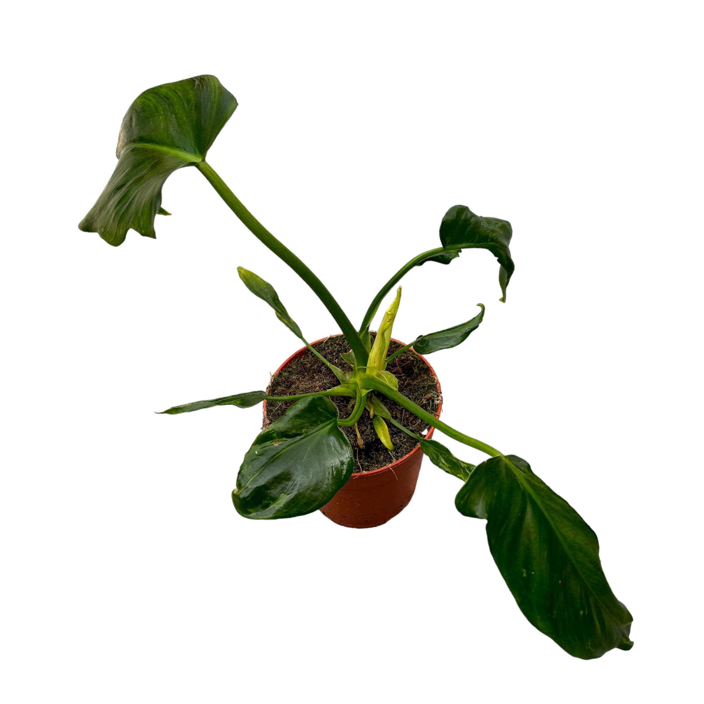 Philodendron Mottled Golden Dragon – Secret Garden Plant Shop