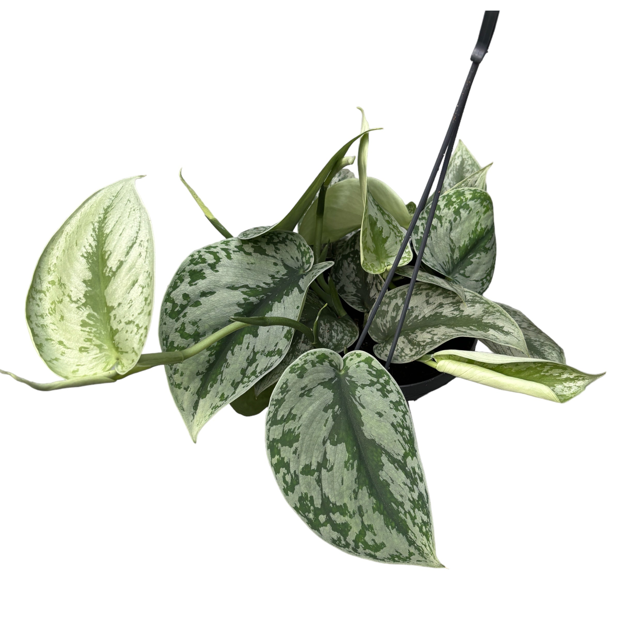 Scindapsus pictus 'Exotica' (Scindapsus Trebie) - XL specimens