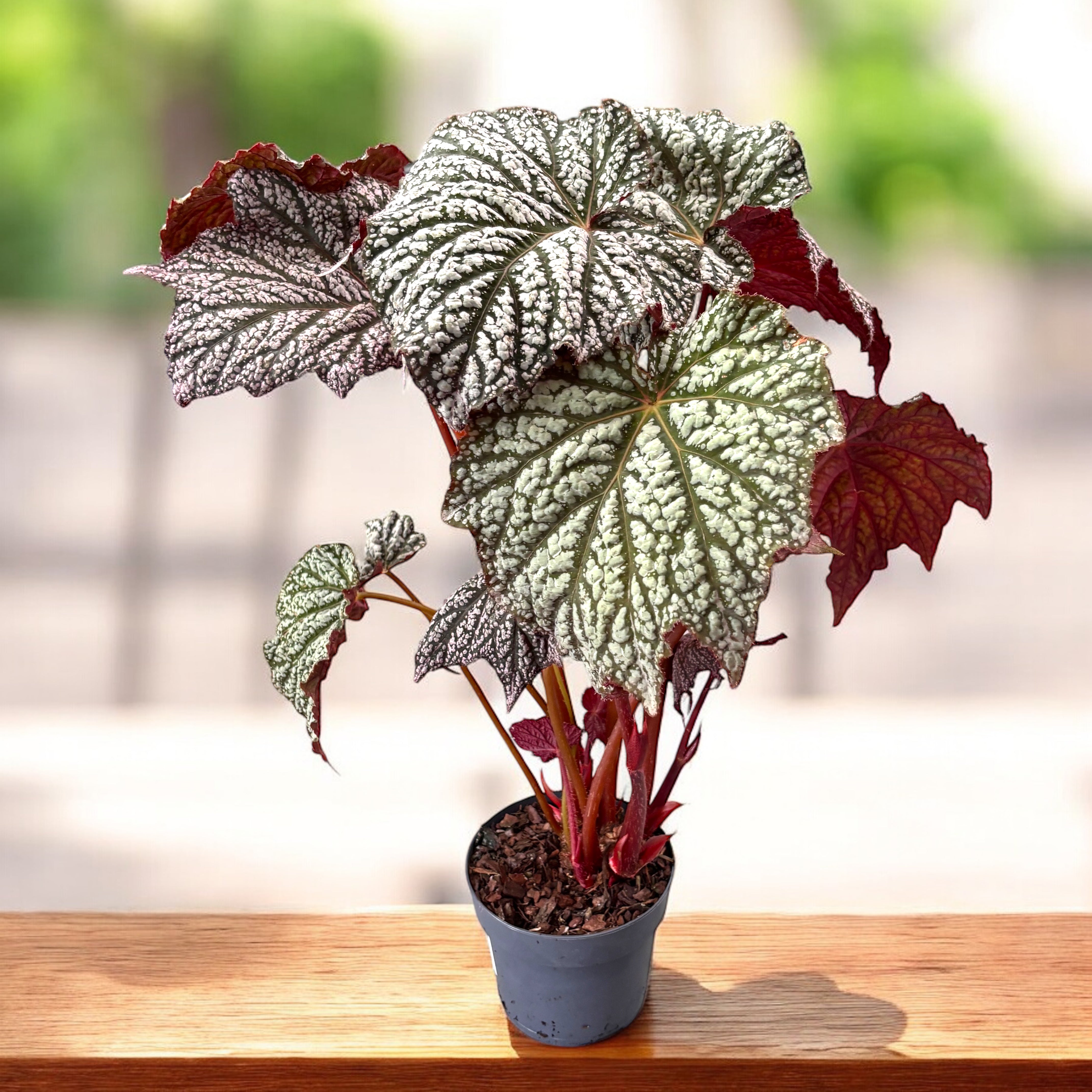Begonia 'Neon Moon' - frunze uriase – Secret Garden Plant Shop