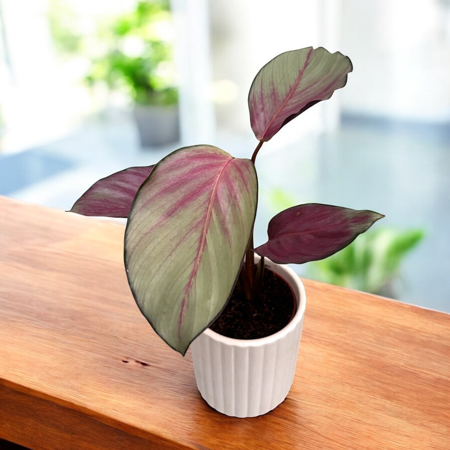 Calathea roseopicta ‘Silver Plate’ (babyplant) - frumusete tropicala c ...