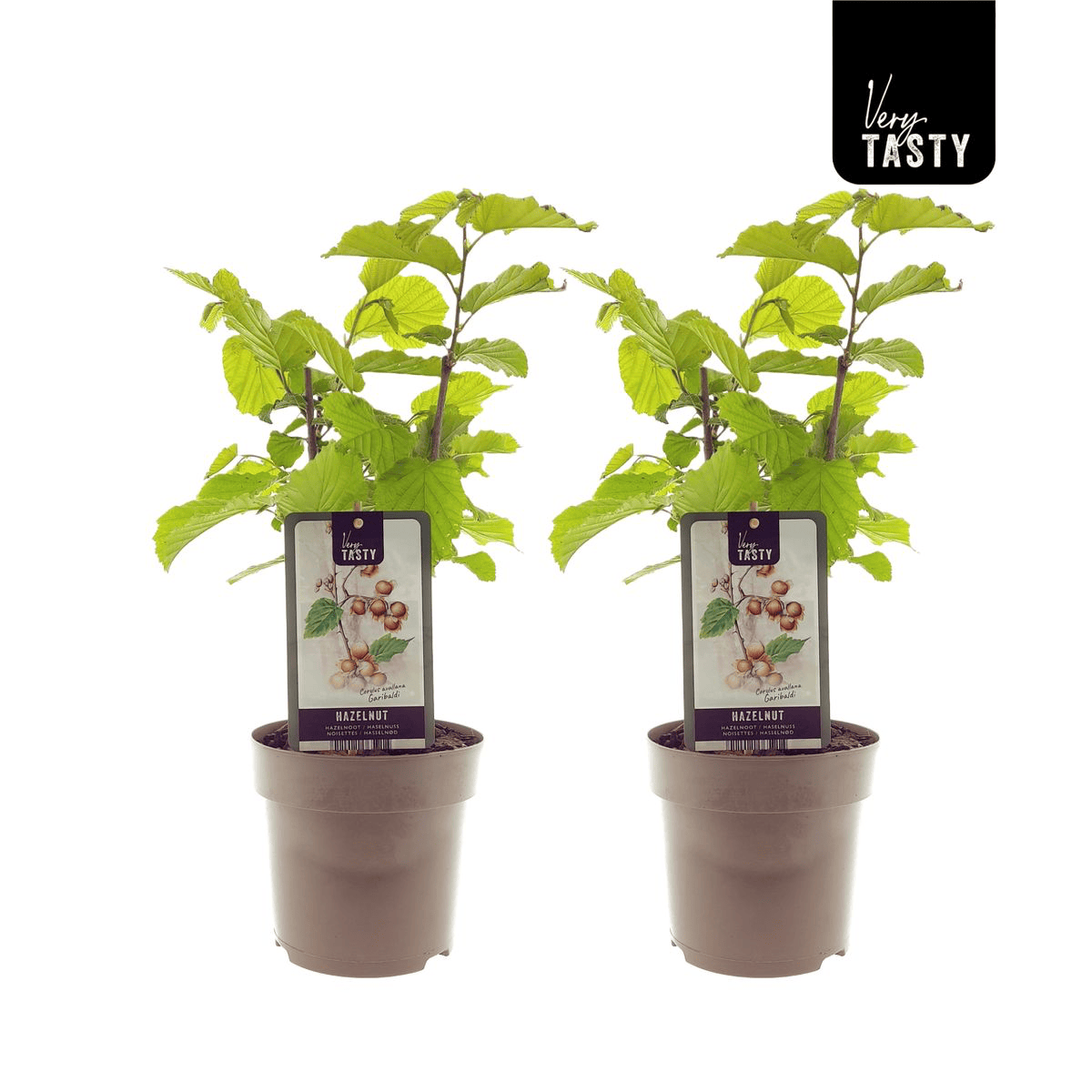 Corylus avellana 'Garibaldi' (Hazelnut) - Alun productiv cu fructe mar ...