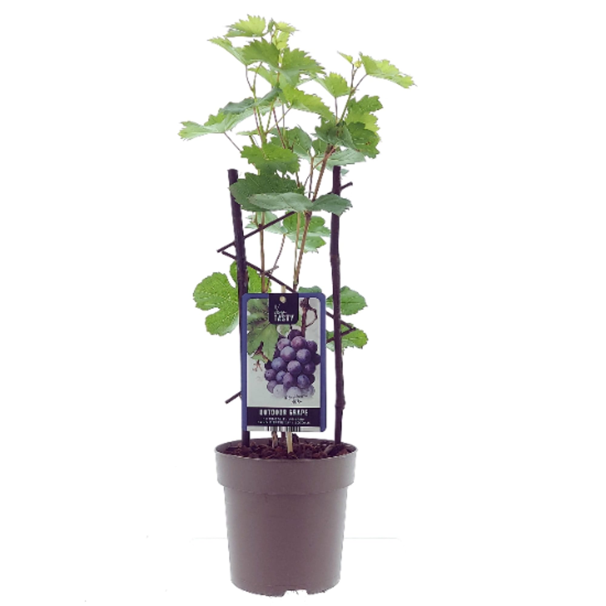 Vita de vie altoita - Vitis vinifera 'Mika' – Secret Garden Plant Shop