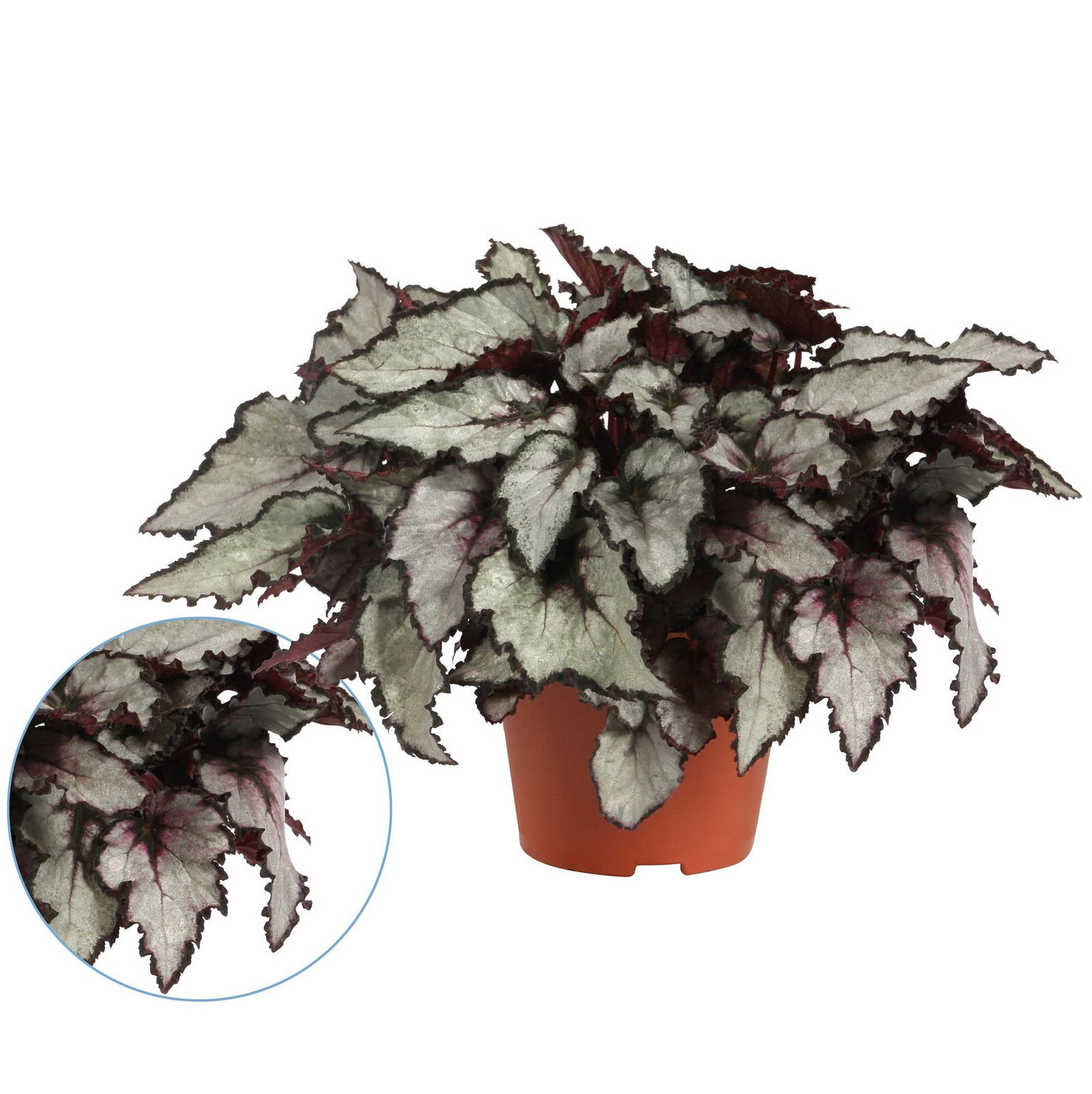 Begonia Magic Colours 'Coco' – Secret Garden Plant Shop