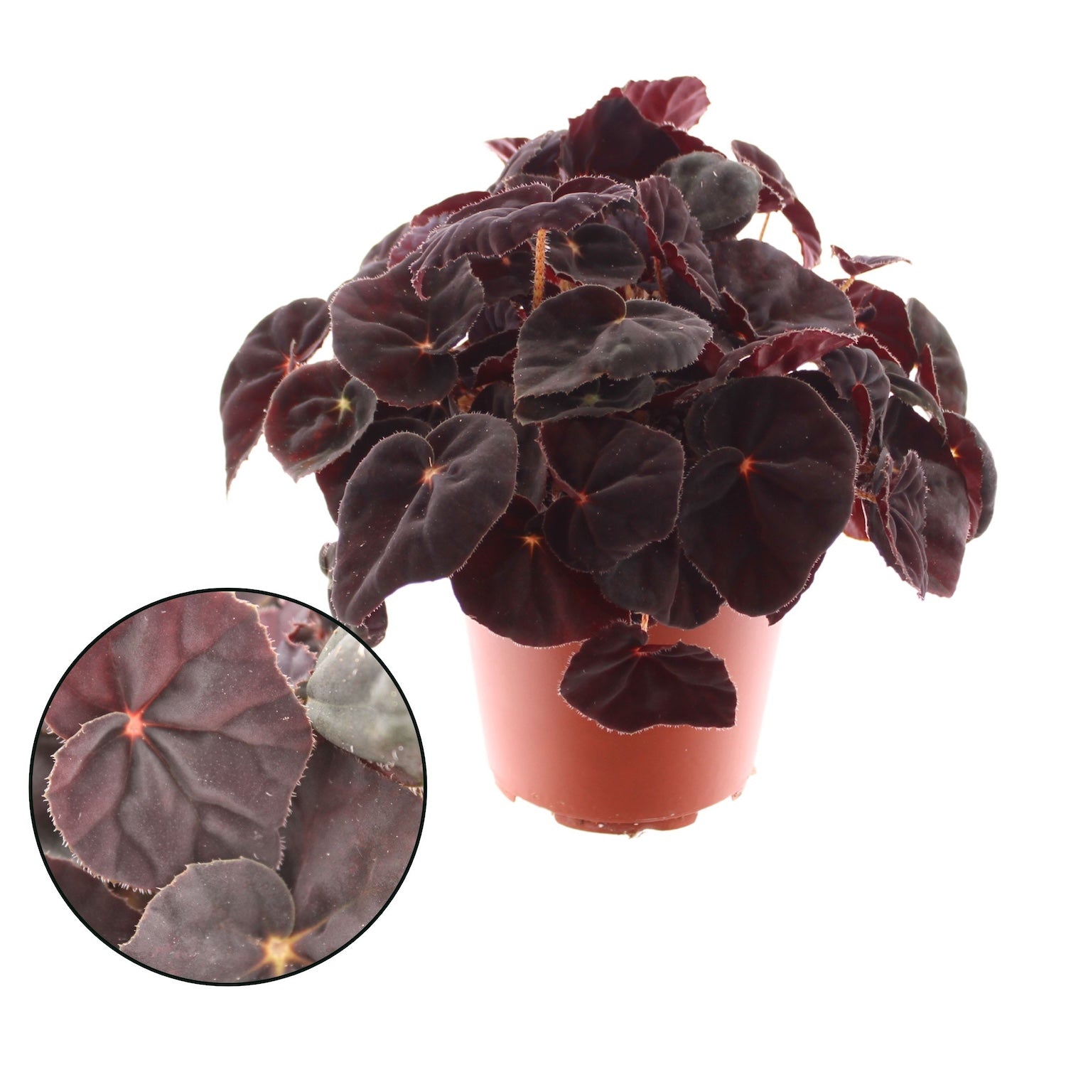 Begonia rex Conga – Secret Garden Plant Shop
