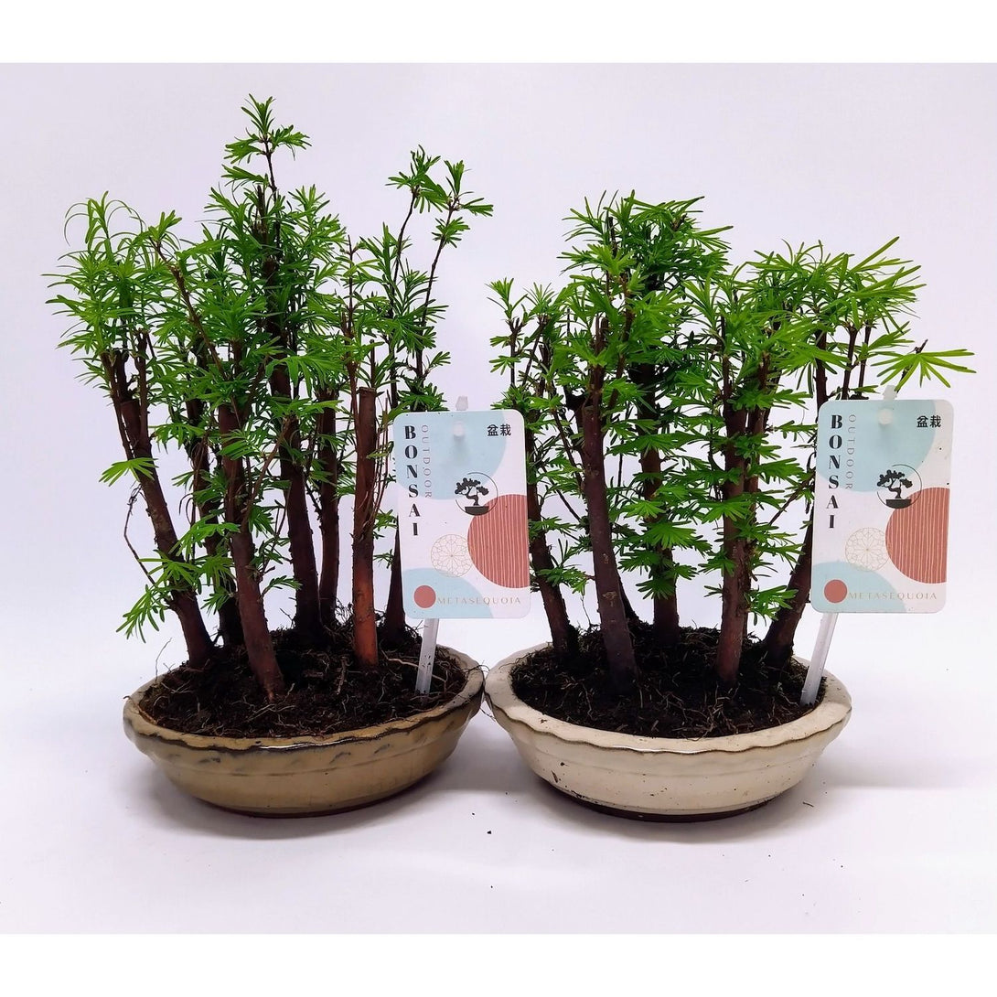 Metasequoia bonsai – Floraria Secret Garden (SG)