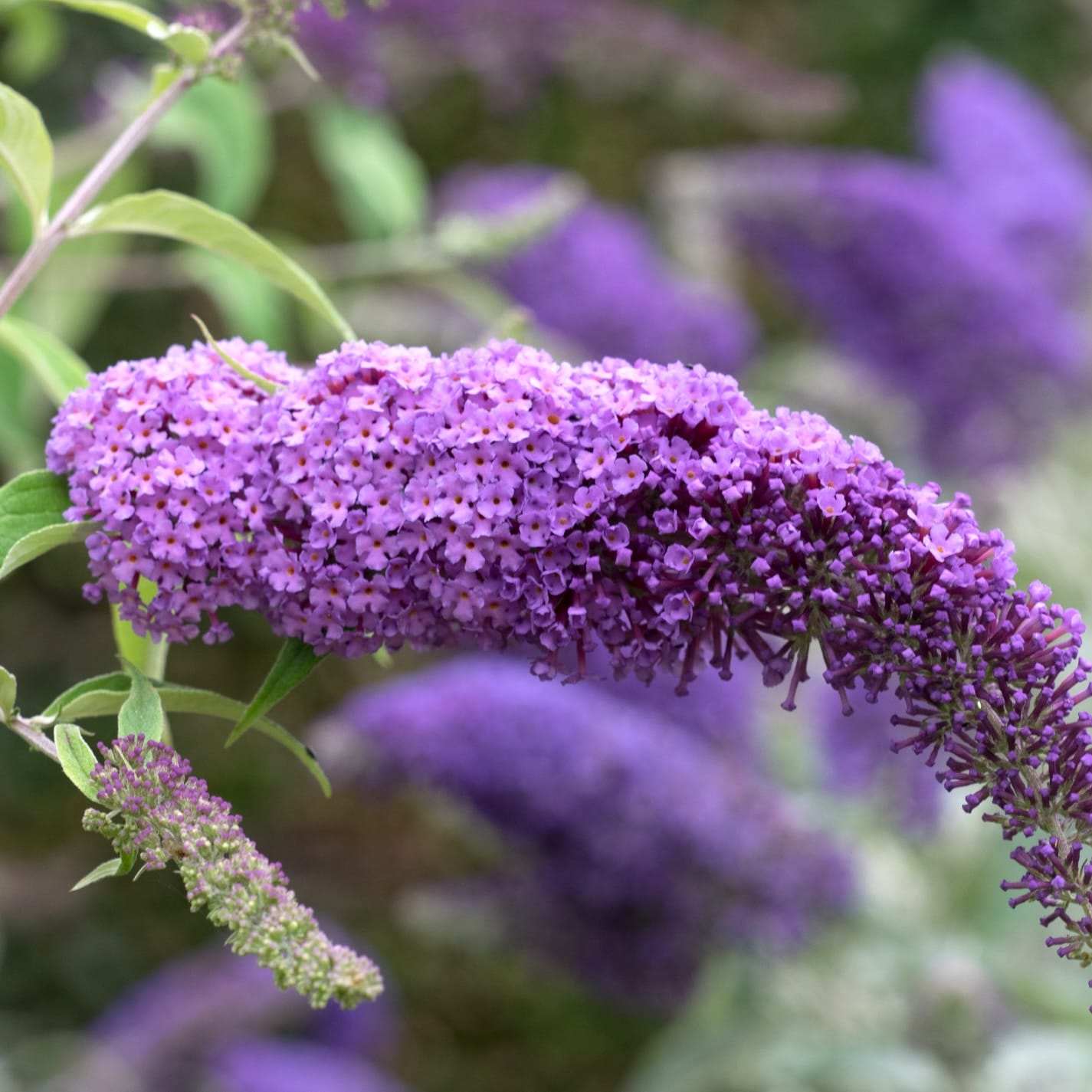 Liliac de vara parfumat - Buddleja davidii 'Ile de France' (Butterfly ...