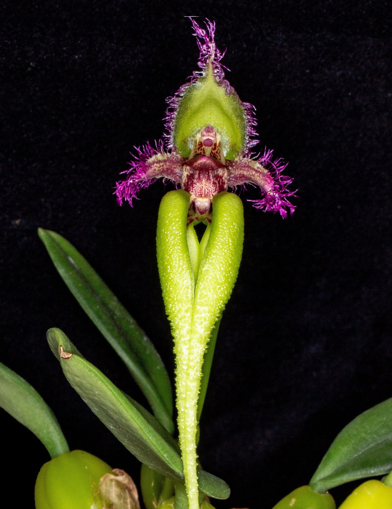 Bulbophyllum fascinator var. semi-alba – Secret Garden Plant Shop