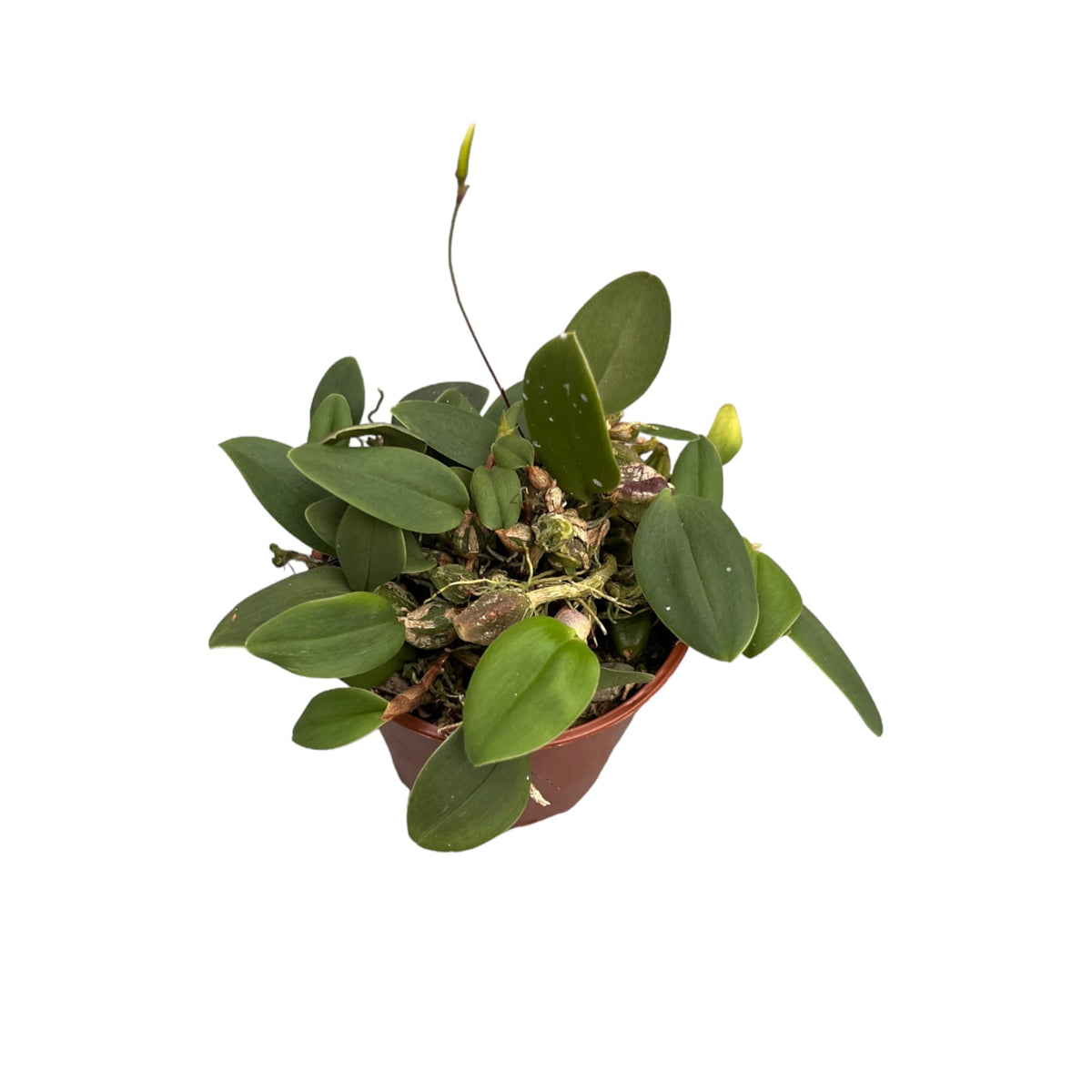 Bulbophyllum bolsteri (miniatura) – Secret Garden Plant Shop