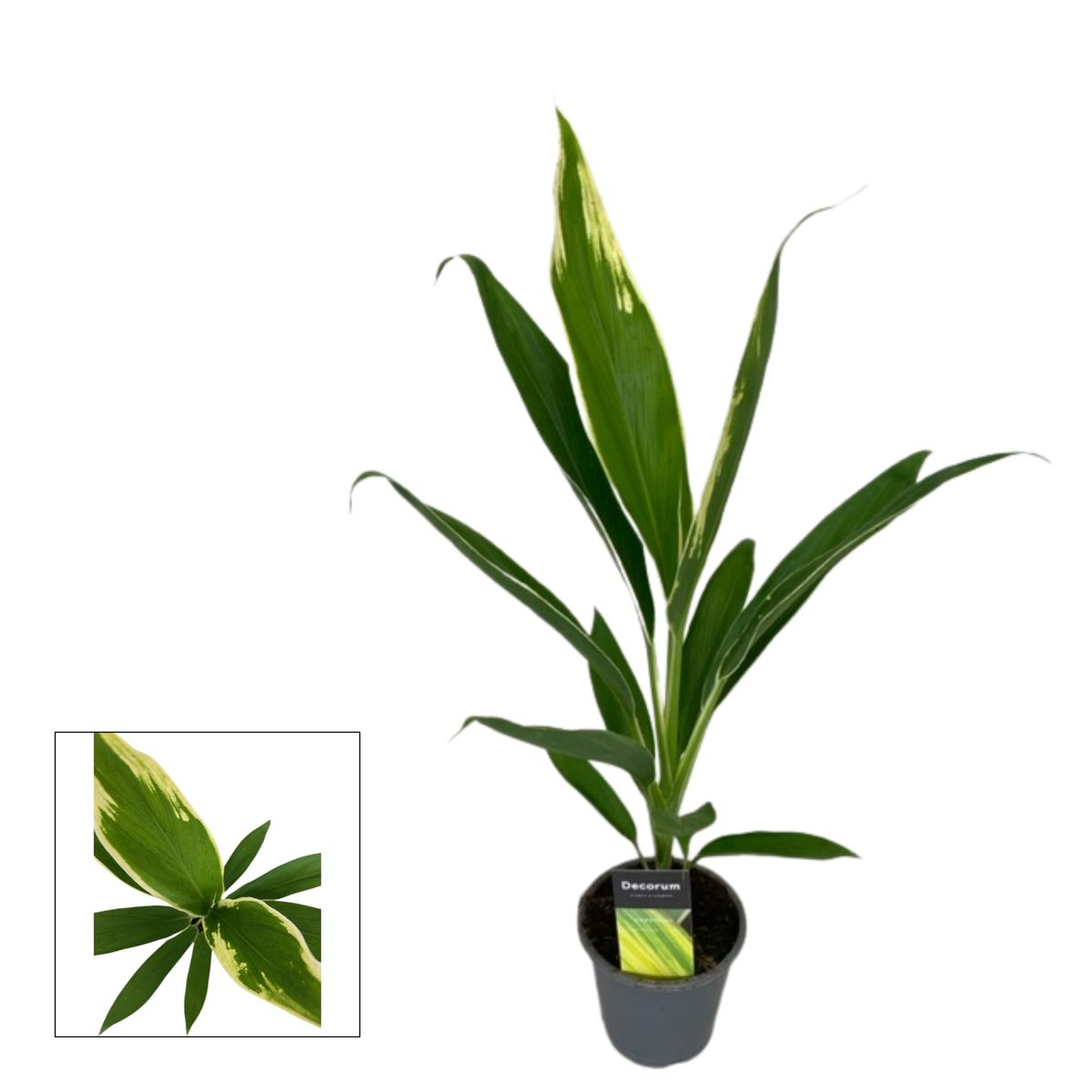 Cordyline fruticosa Conga (Lucky Plant) - planta norocoasa – Floraria ...