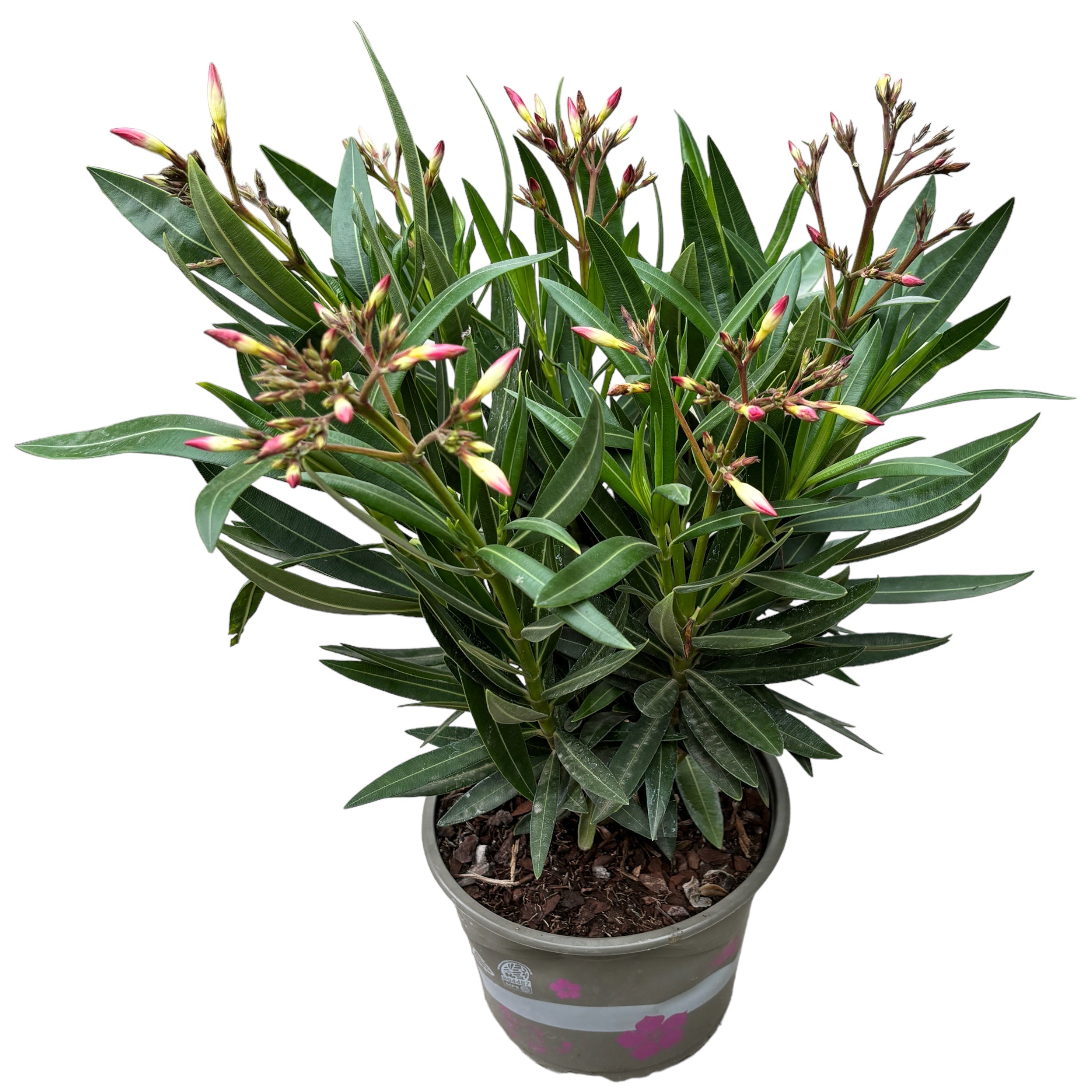 Leandru mix - (Nerium Olander) 2+ plants/pots, XL specimens – Floraria ...