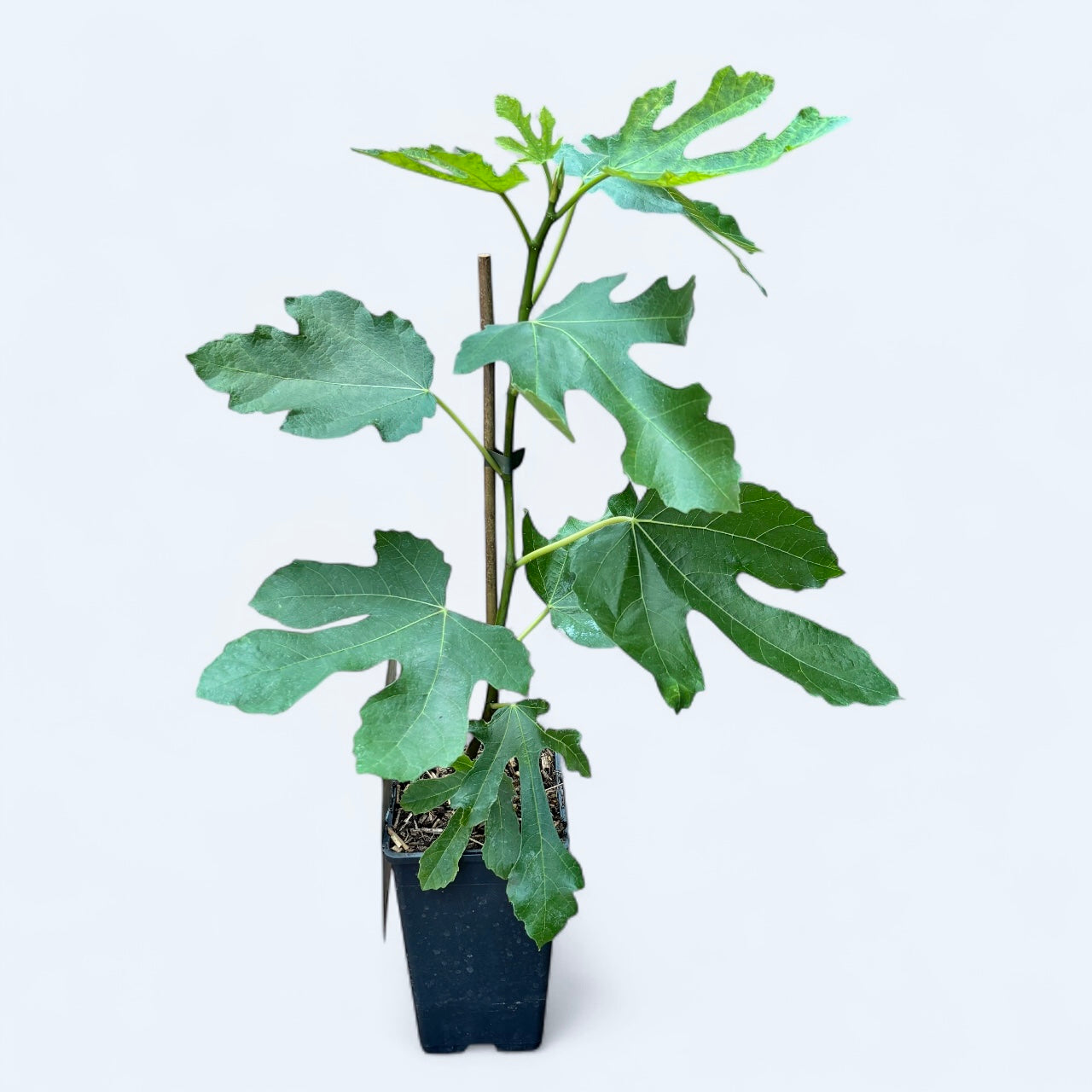 Smochin - Ficus carica 'Rouge De Bordeaux' (Pastiliere) – Secret Garden Plant Shop