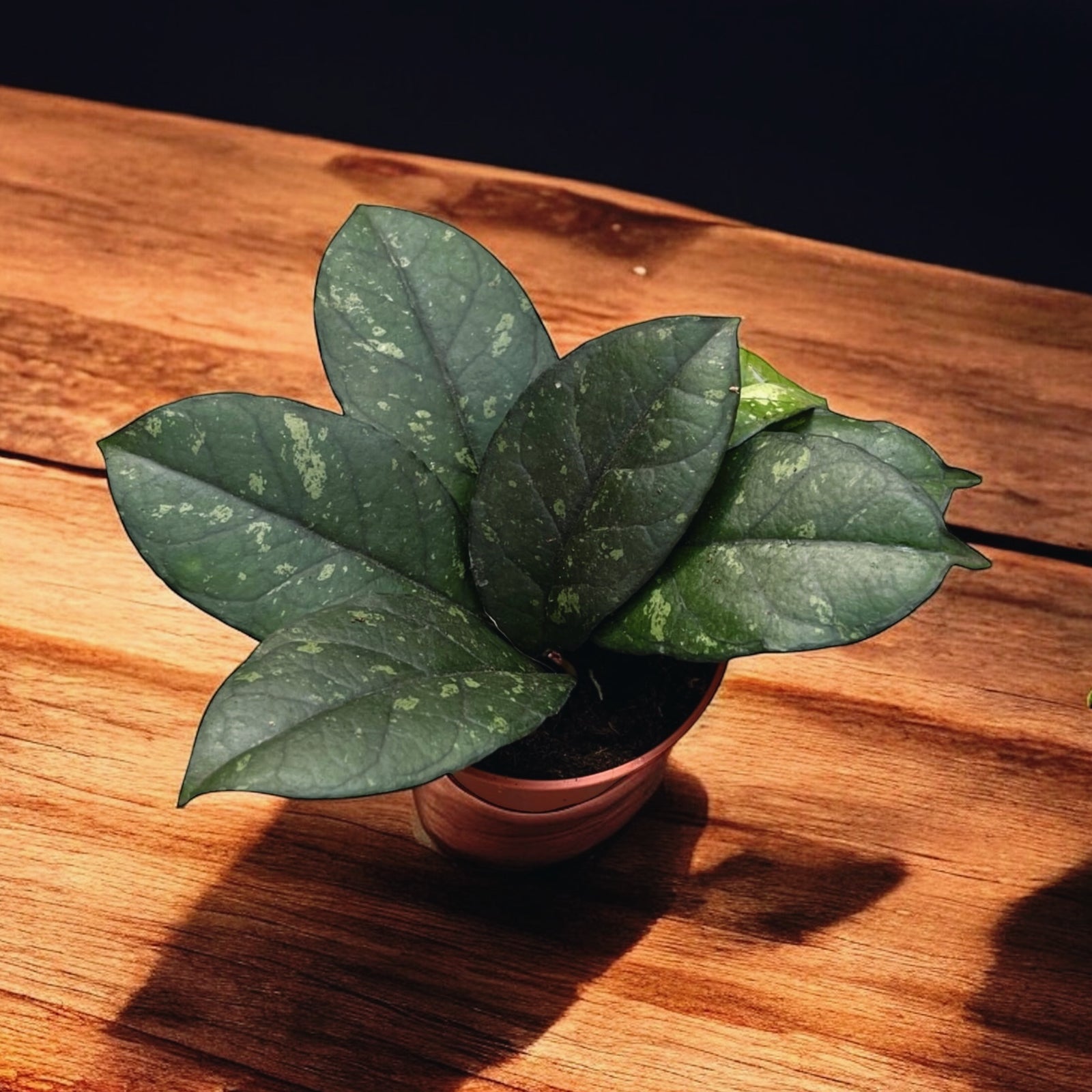 Hoya crassipetiolata 'Splash Round' D6 – Secret Garden Plant Shop