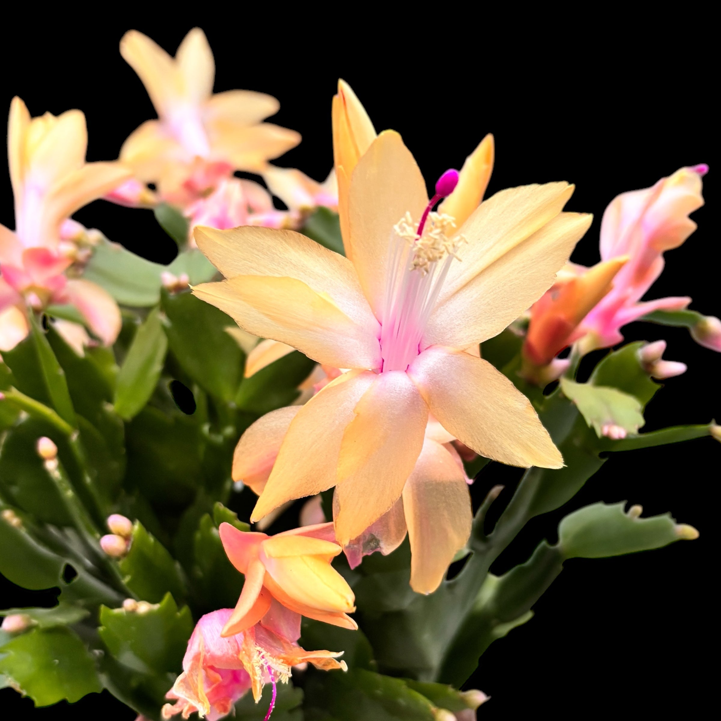 Schlumbergera ‘Sophia’ (Craciunita galbena) 4pp