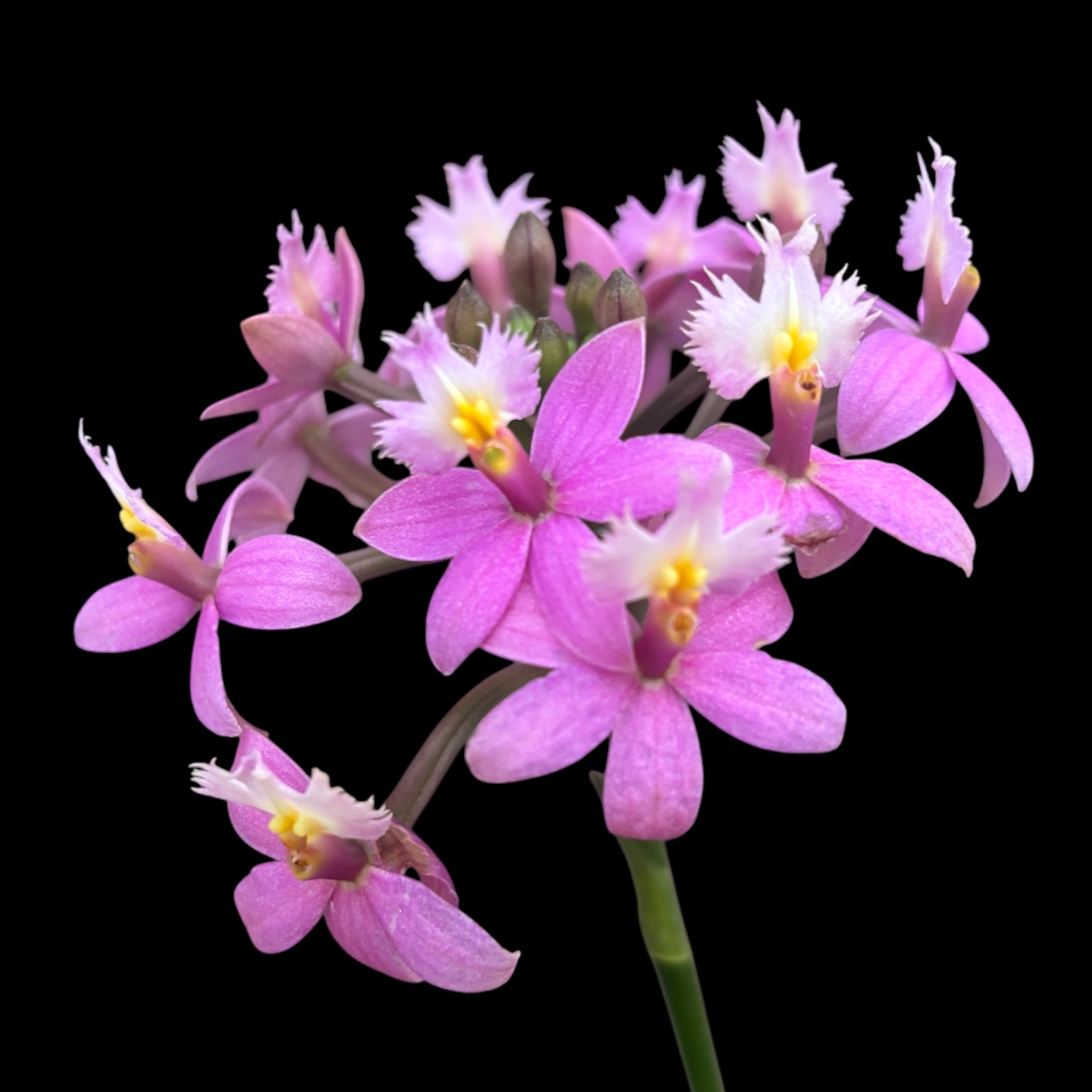 Epidendrum radicans ‘Dark Pink’ – Secret Garden Plant Shop
