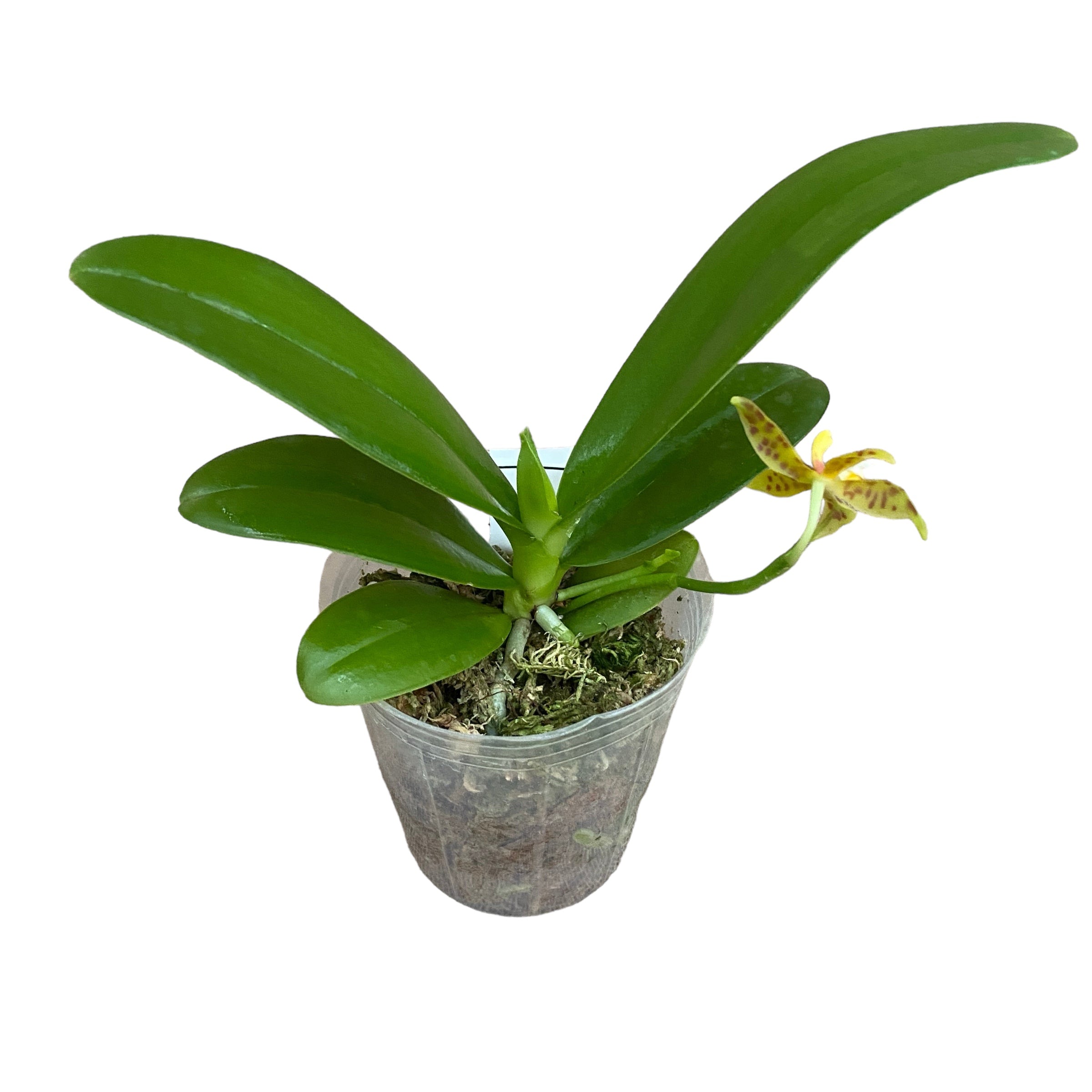 Phalaenopsis cornu-cervi (syn. Phal. lamelligera) intens parfumat ...
