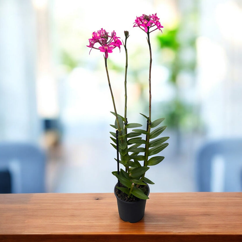 Epidendrum radicans ‘PINK’ XL – Secret Garden Plant Shop