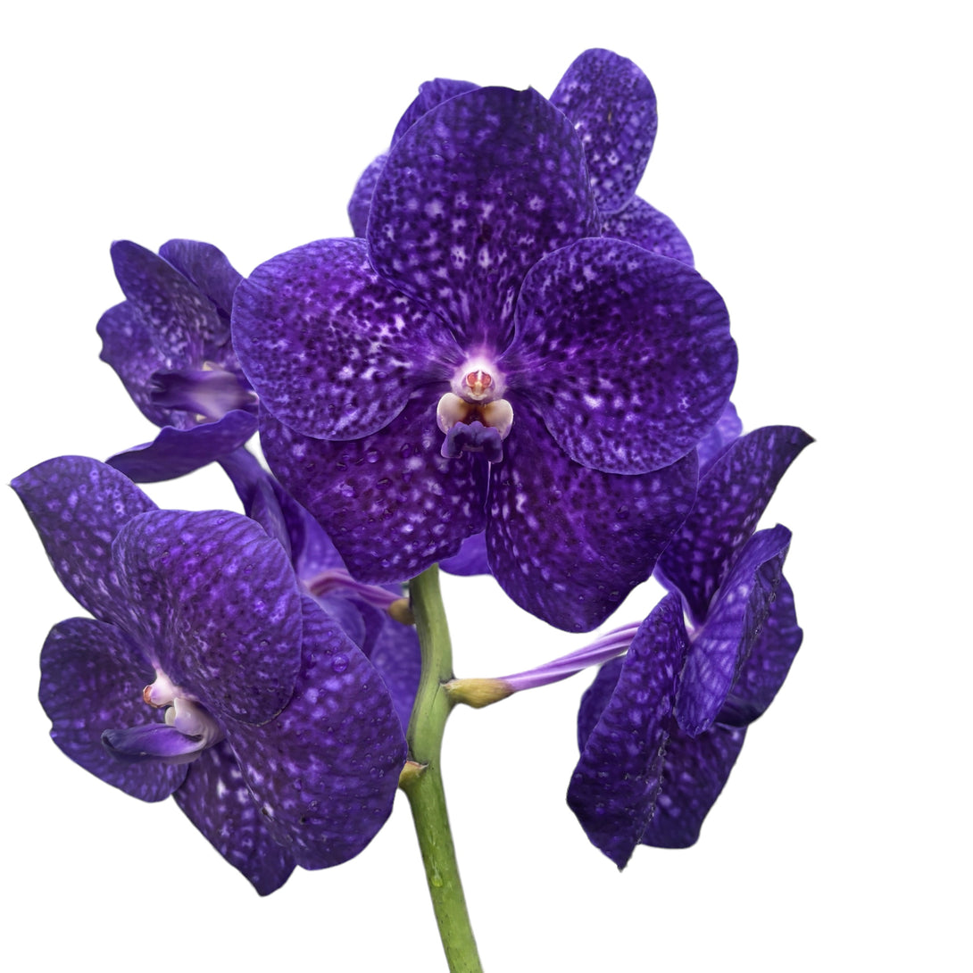 Vanda Tweed Blue XXL 7p (Ansu) – Floraria Secret Garden (SG)