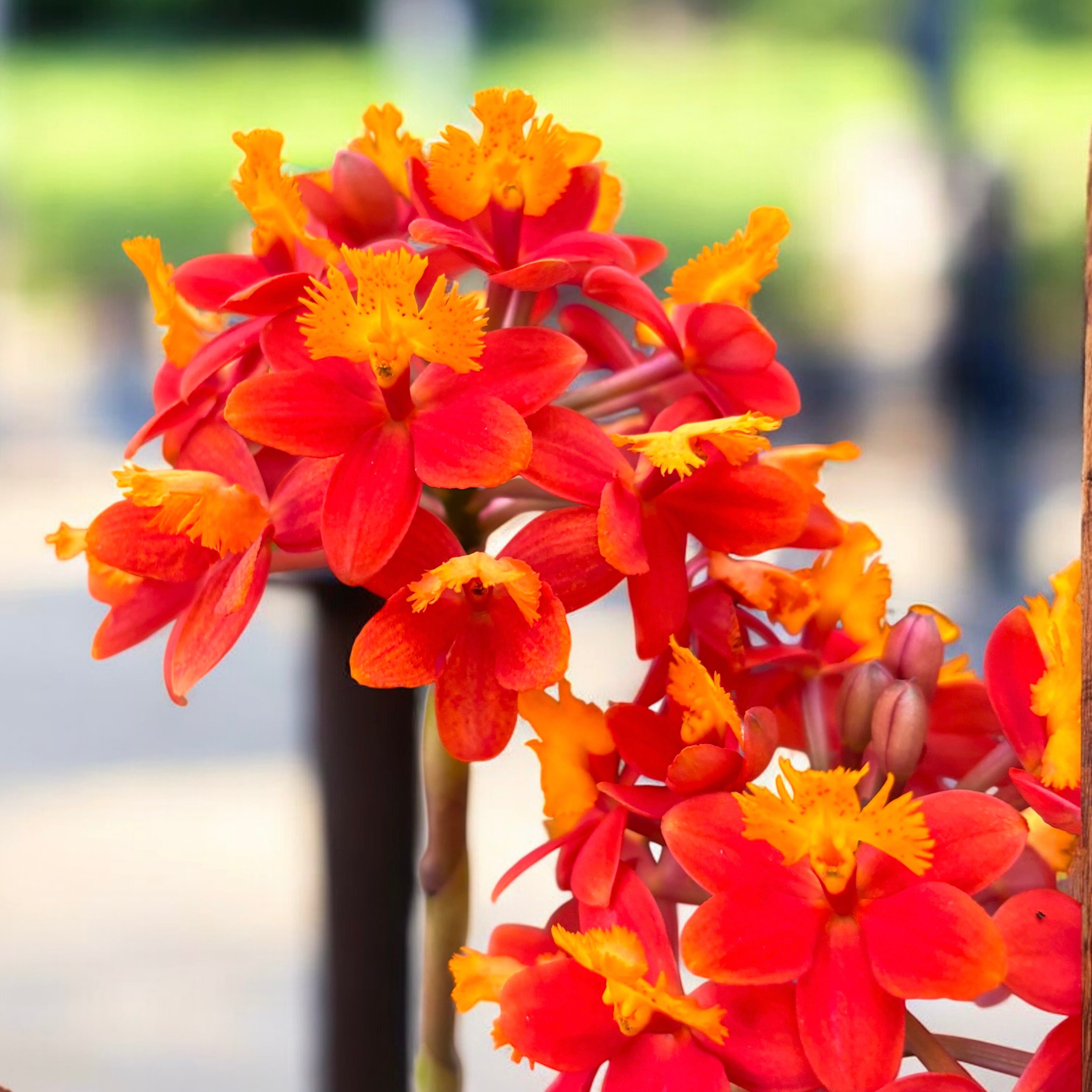 Epidendrum radicans ‘Orange’ XL (exemplar unicat) – Secret Garden Plant ...
