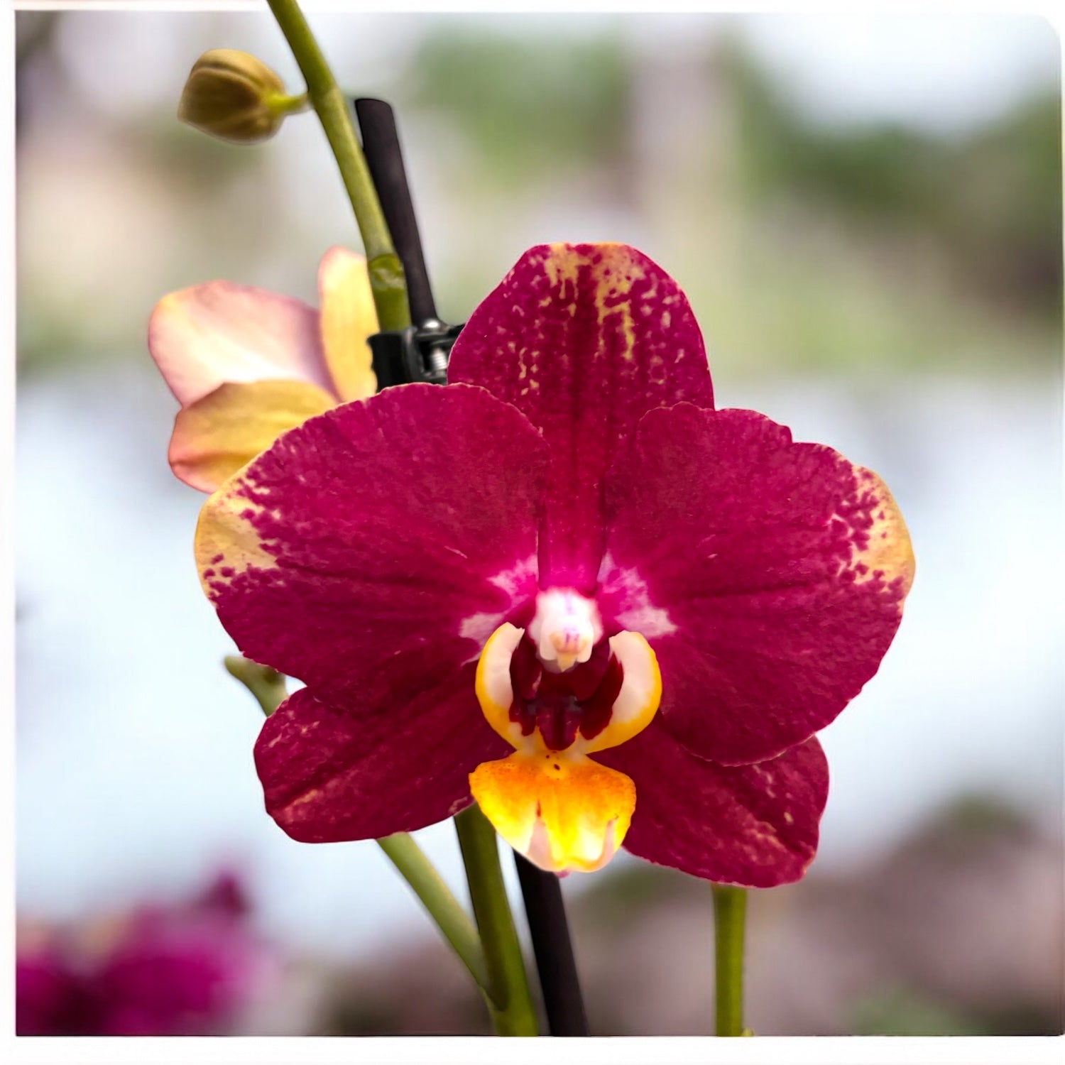 Phalaenopsis Bad Candy – Secret Garden Plant Shop