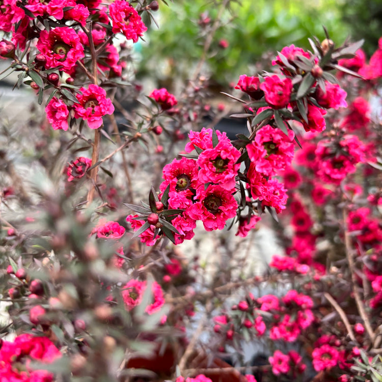 Leptospermum scoparium 'Red Damask' (Tea Tree, Manuka) - flori duble r ...