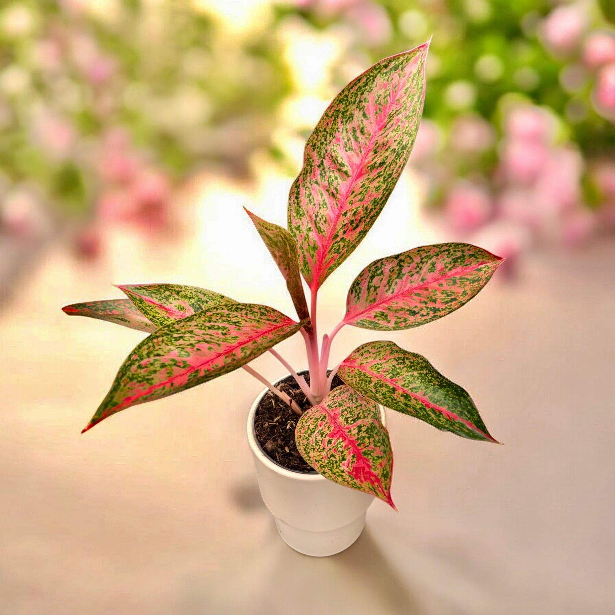 Aglaonema Tango Pink – Secret Garden Plant Shop