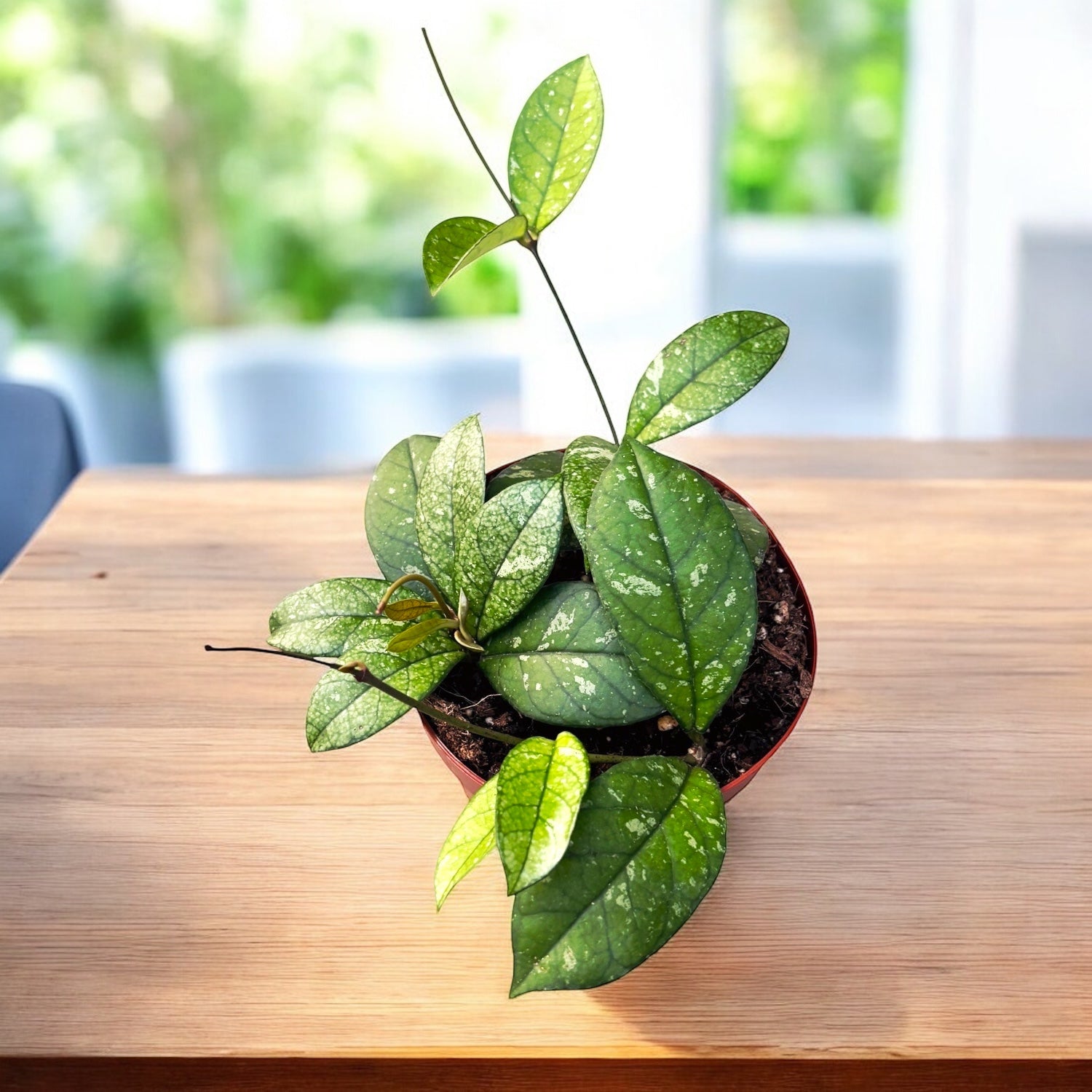 Hoya crassipetiolata 'Splash Round' D12 – Secret Garden Plant Shop