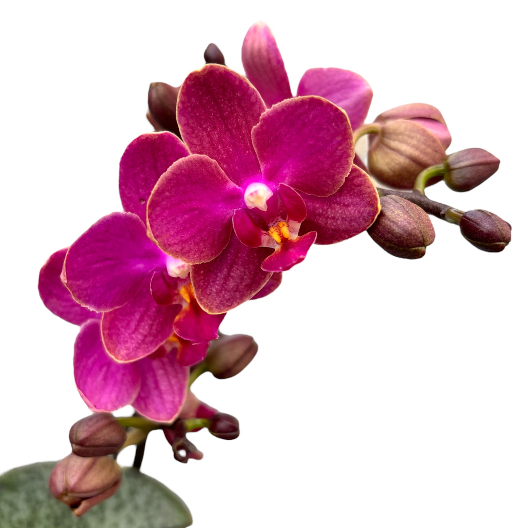 Phalaenopsis Diffusion (variation) *parfumata – Floraria Secret Garden (SG)