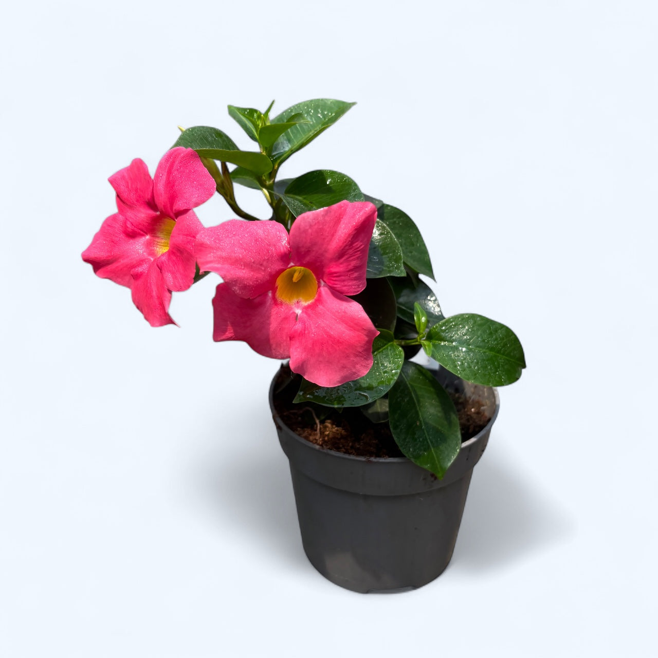Mandevilla (Dipladenia) – plant with red, pink or white flowers, ideal ...