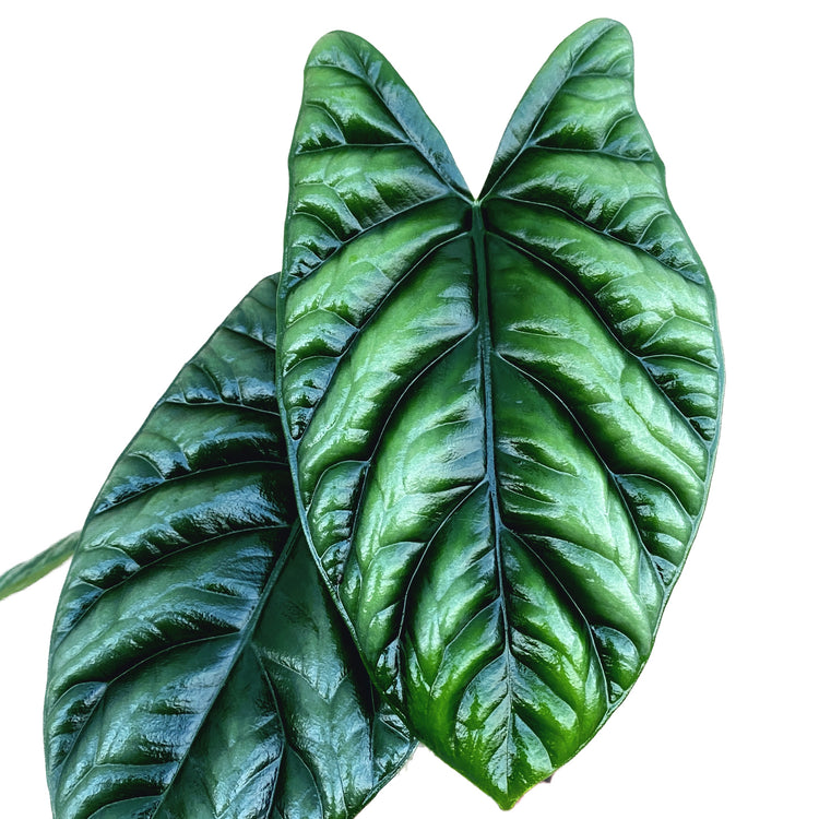 Alocasia sinuata (Quilted Dreams Alocasia) – Floraria Secret Garden (SG)