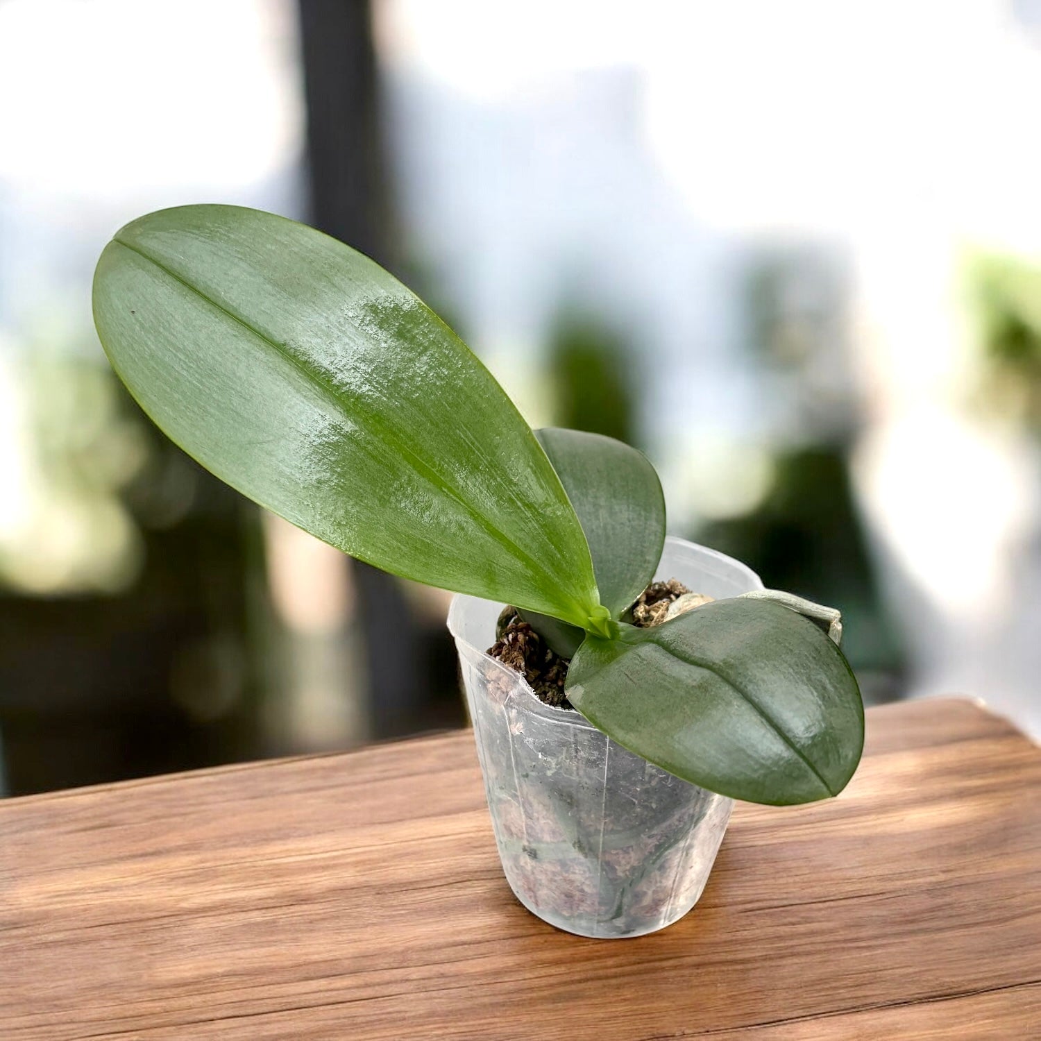 Phalaenopsis Formosa Sweet Memory (Timothy Christopher × bellina) - fl ...