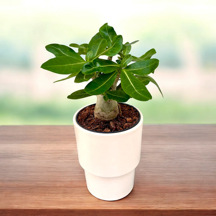 Adenium arabicum - trandafirul desertului cu caudex impresionant si fl