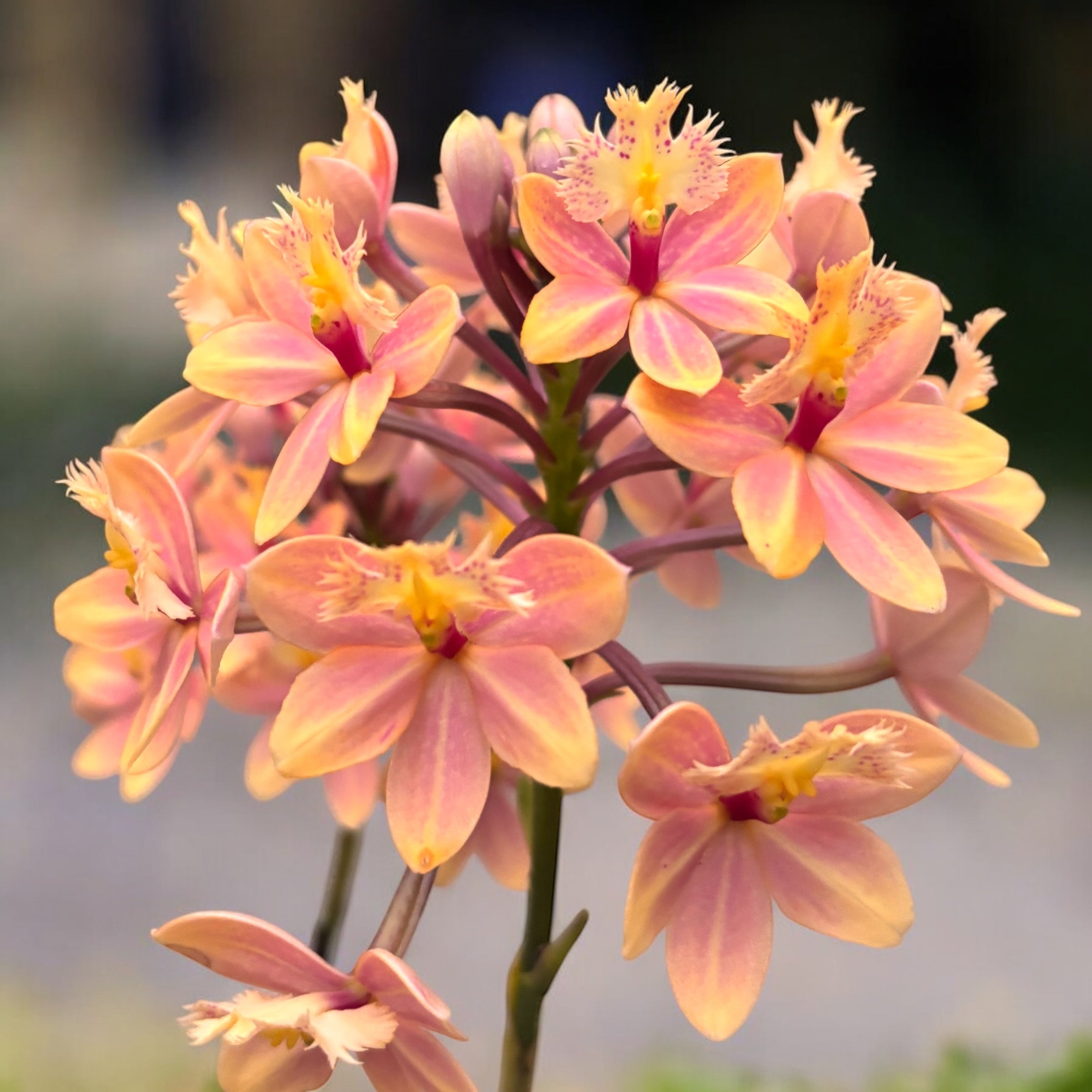 Epidendrum radicans ‘Apricot Dream ’ - exemplare XL – Secret Garden ...