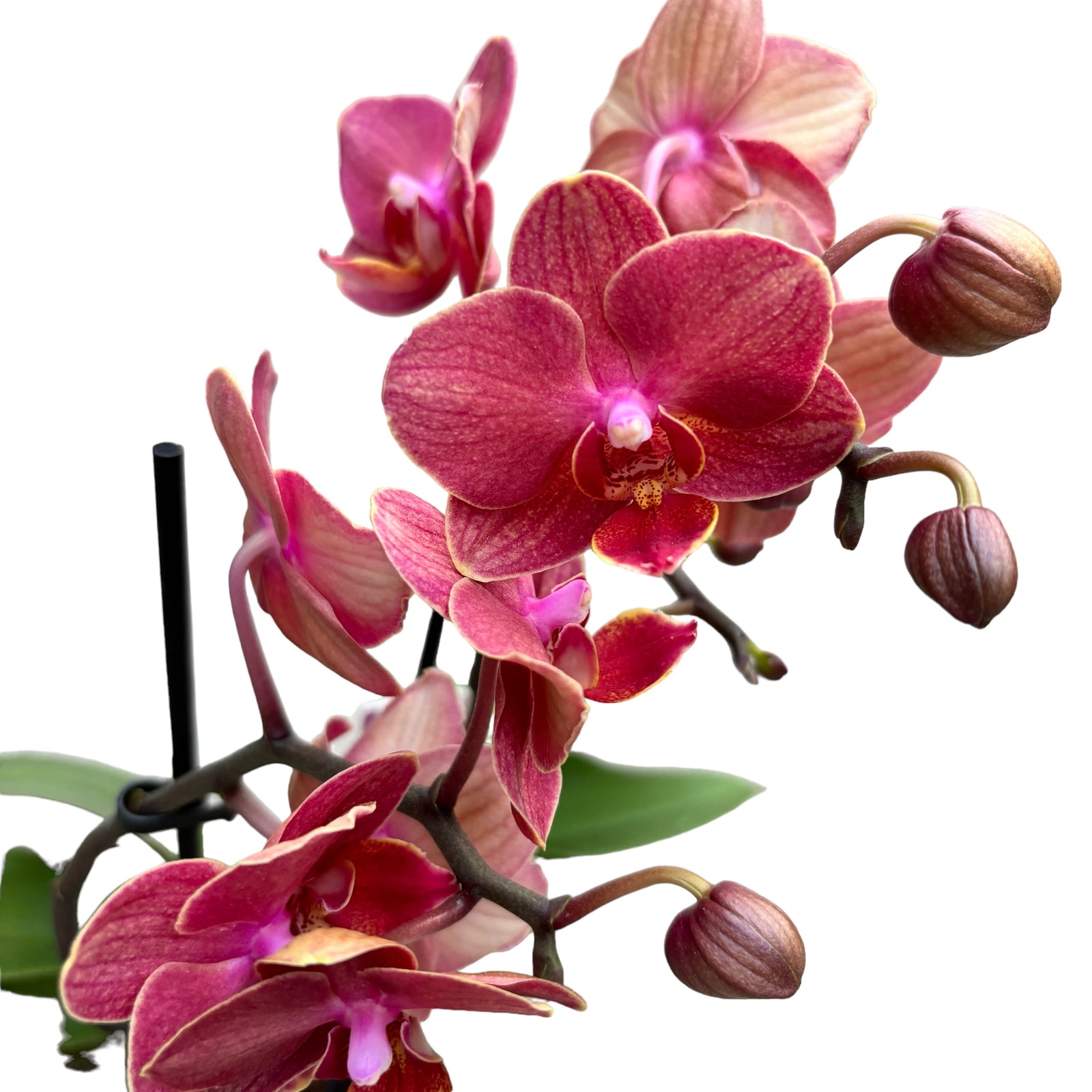 Phalaenopsis multiflora – Secret Garden Plant Shop