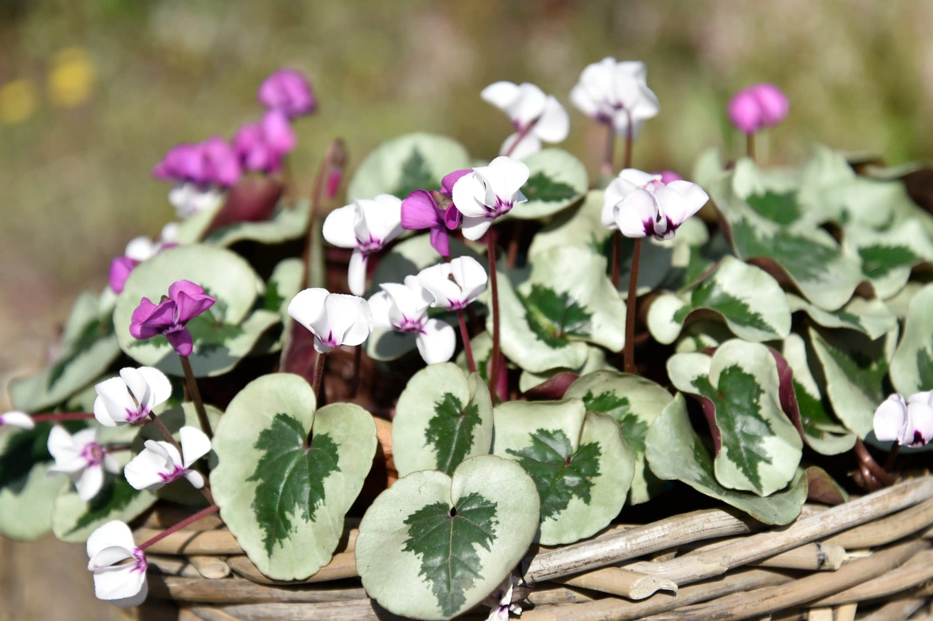 Cyclamen coum ‘Xmas leaf’ – ciclama de iarna cu model argintiu – Secret ...