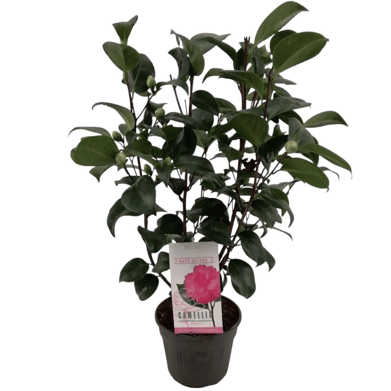 Camellia japonica 'Principessa Baciocchi' - rezistenta la inghet ...