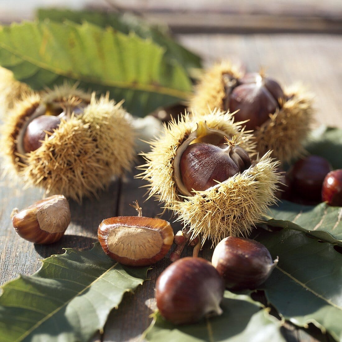 Castan comestibil - Castanea sativa (Sweet Chestnut) D9 – Secret Garden ...