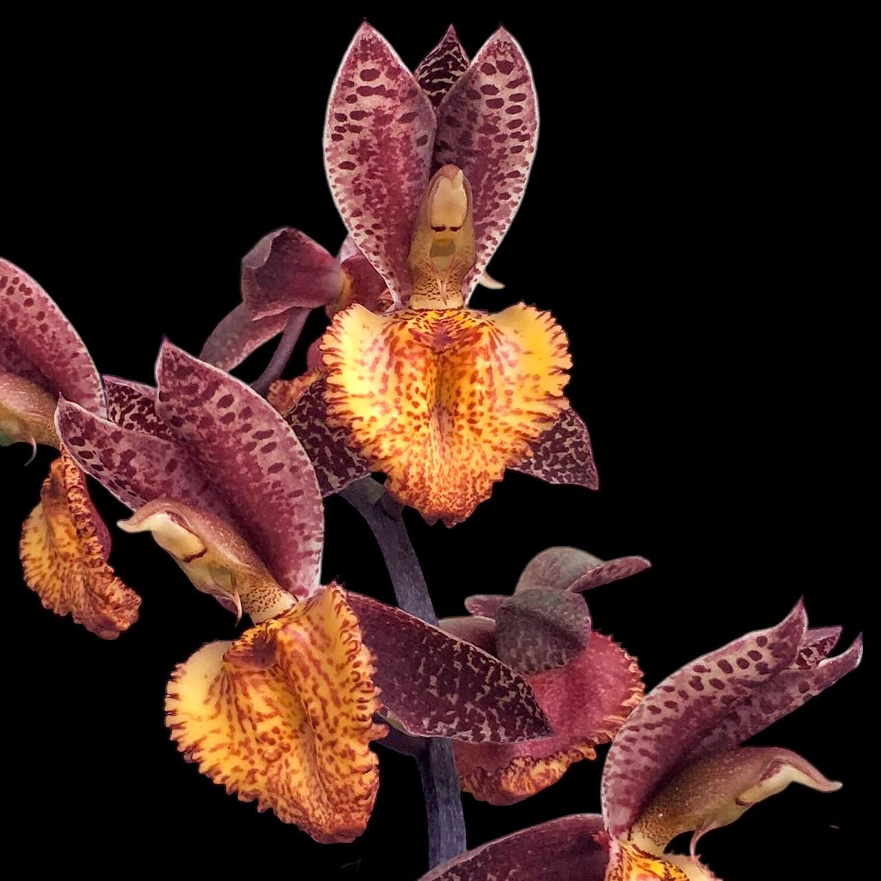 Catasetum Ryan Harrington (tenebrosum × denticulatum) parfumat – Secret Garden Plant Shop