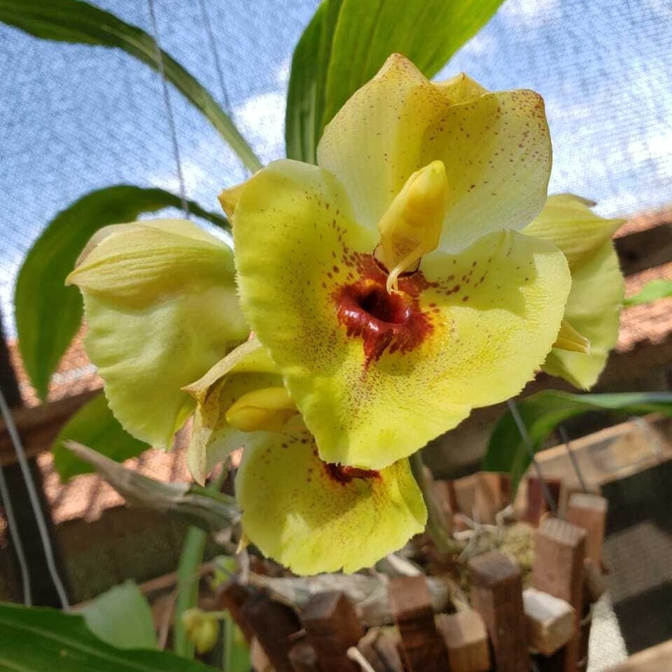 Catasetum expansum 'Yellow Star' – Secret Garden Plant Shop