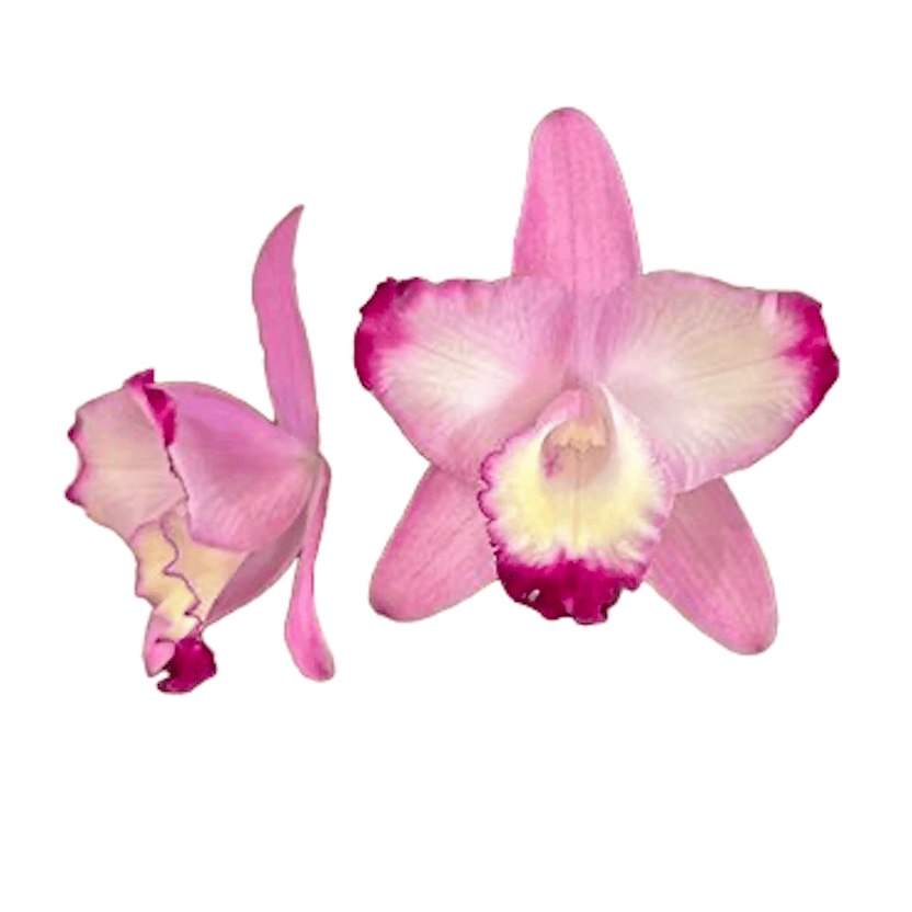 Cattleya Cherry Bee ‘Happy Field’ parfumata – Secret Garden Plant Shop