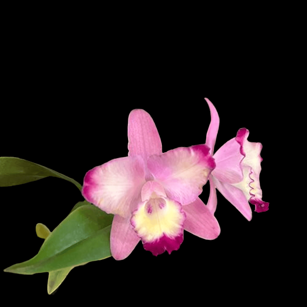 Cattleya Cherry Bee ‘Happy Field’ parfumata – Secret Garden Plant Shop