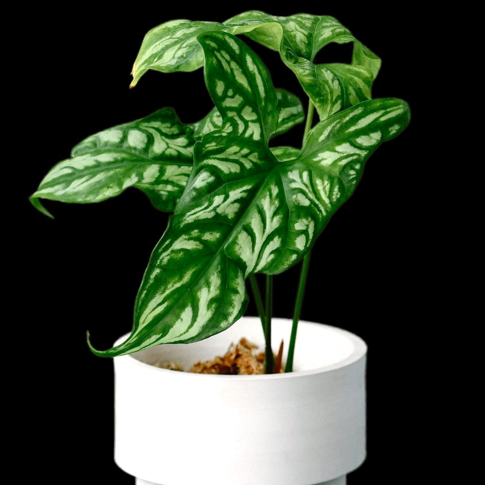 Cercestis mirabilis – Secret Garden Plant Shop