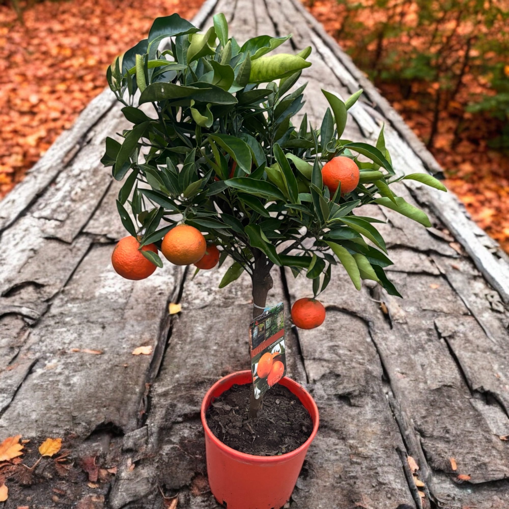 Citrus reticulata 'Clementine' - Clementin in ghiveci H70 – Secret ...