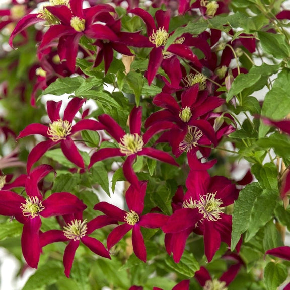 Red clematis with abundant flowering - Clematis viticella 'Glorious Re